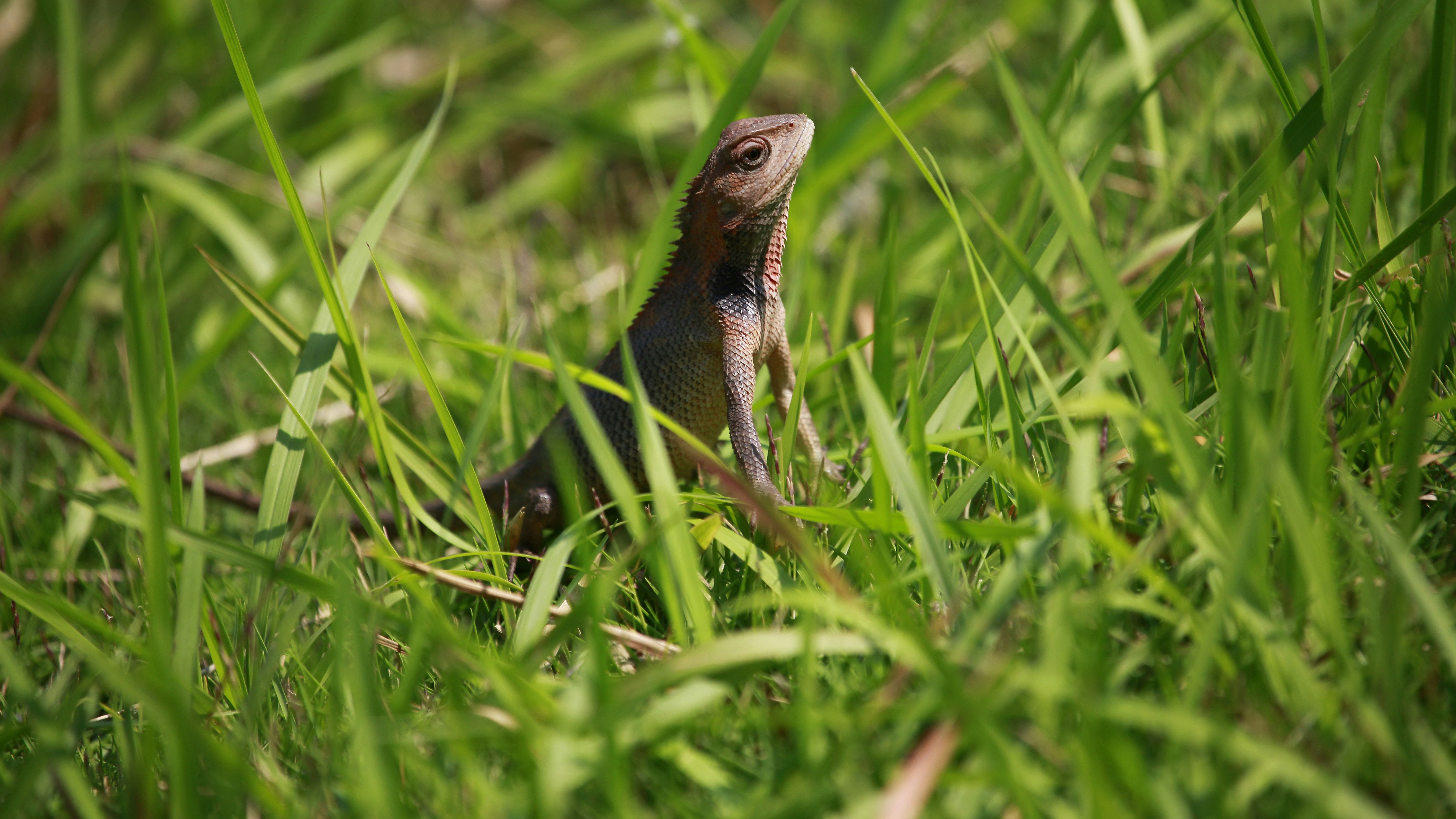 Emerald Sentry: A Tiny Beak among Spring Grasses