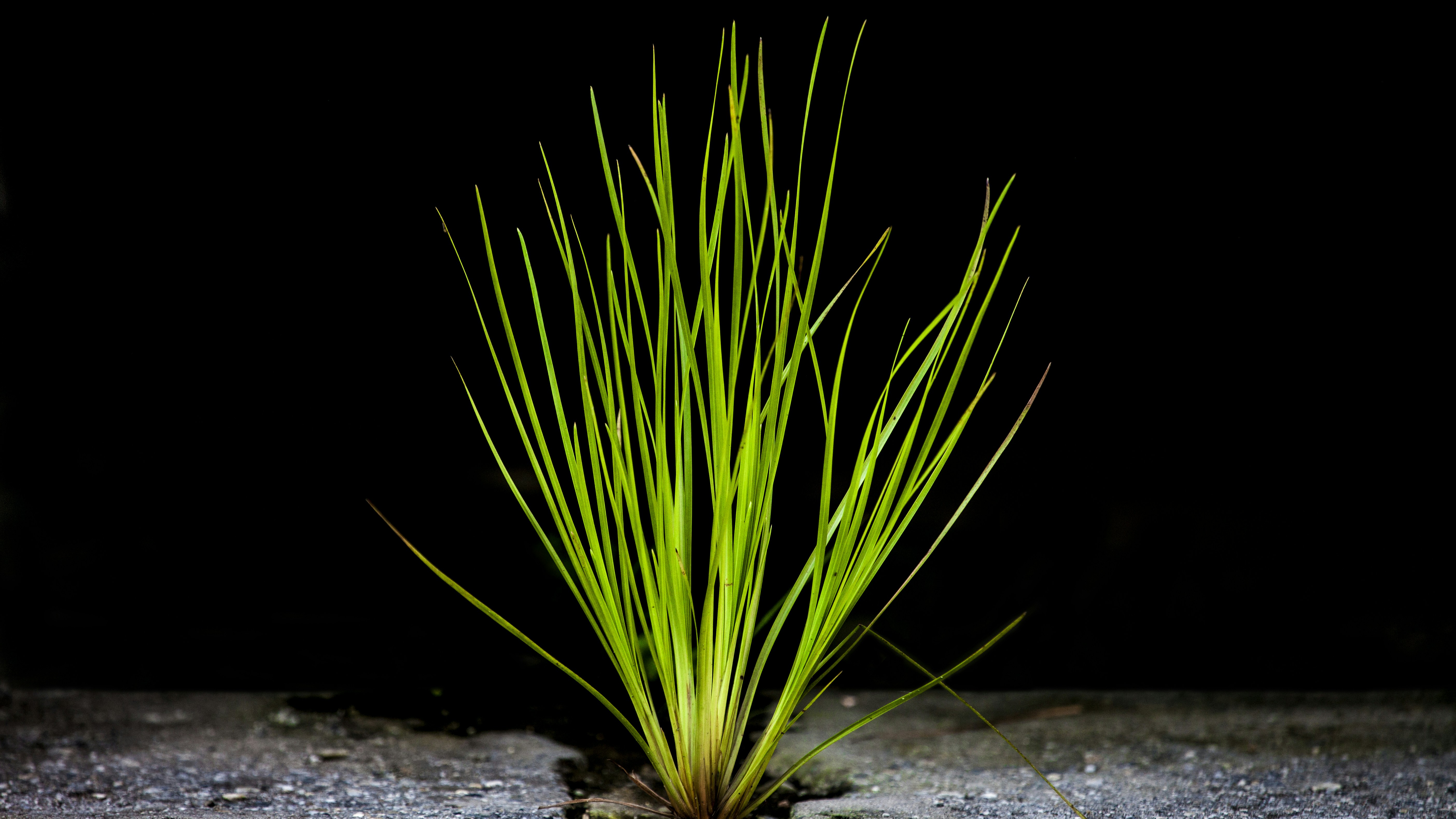 Emerald tuft rising from shadowed ground