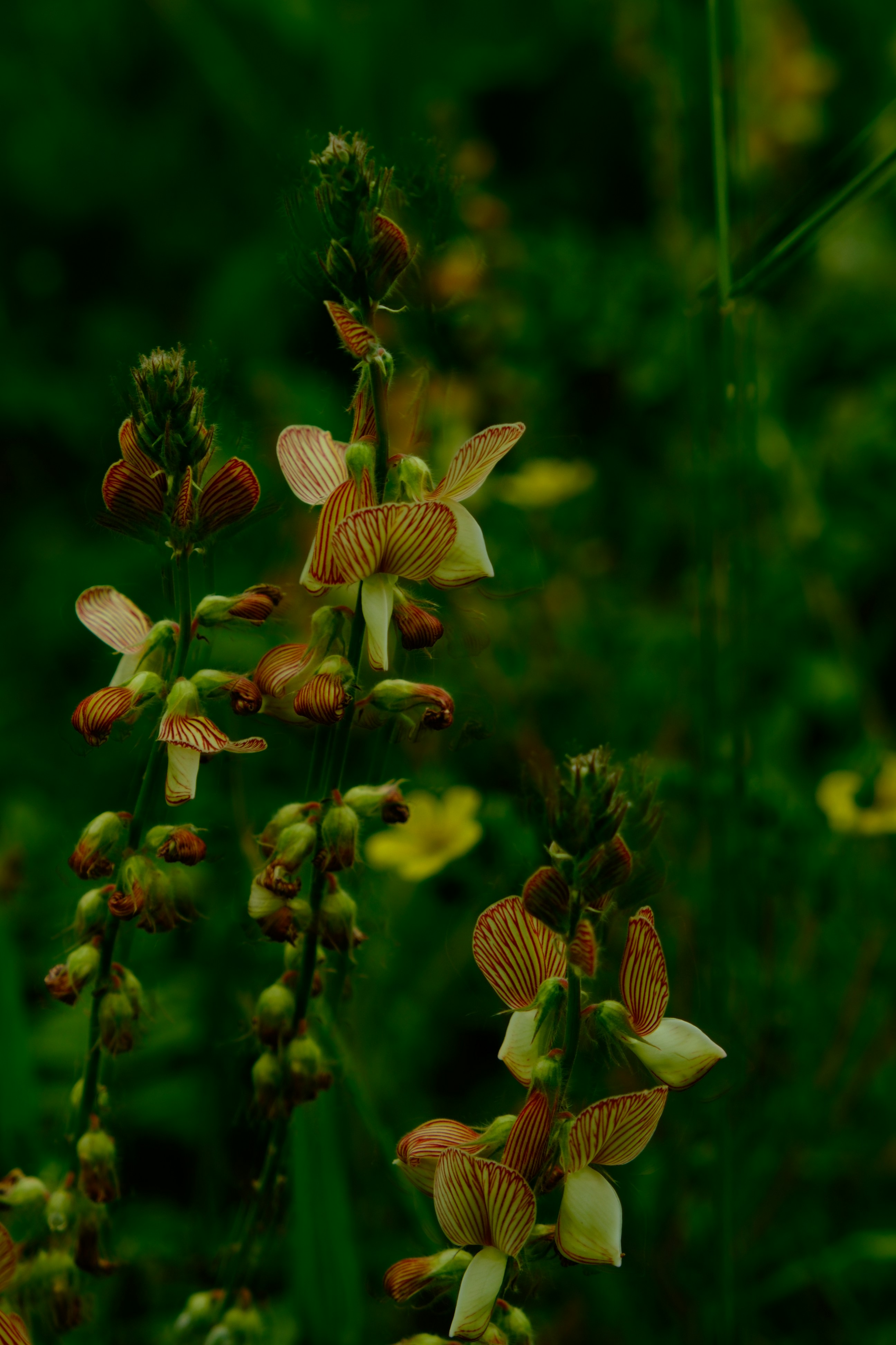 Unique Flower Pictures | Download Free Images on Unsplash