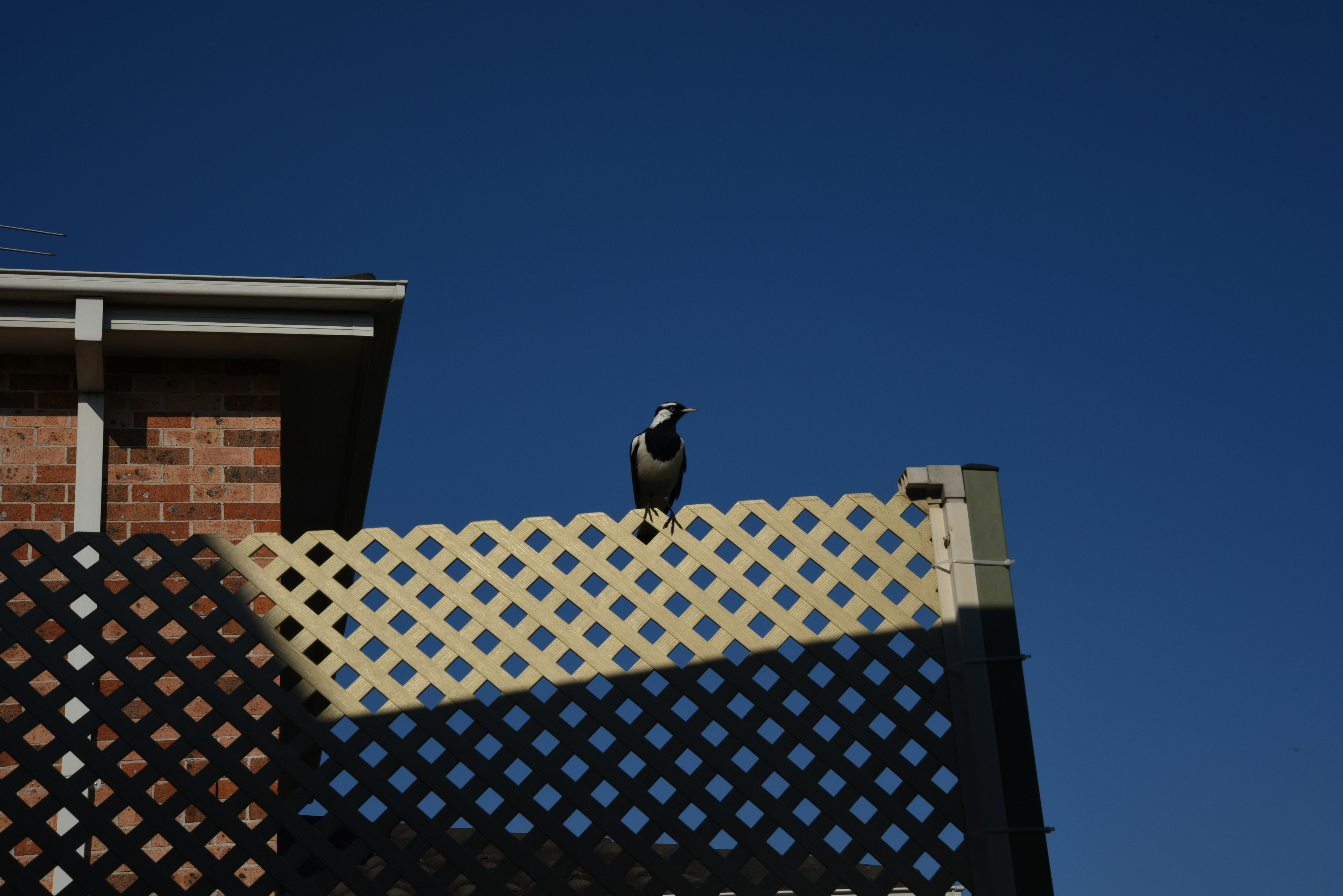 Cobalt Sky Sentinel: Crow Perched Above a Lattice Balcony
