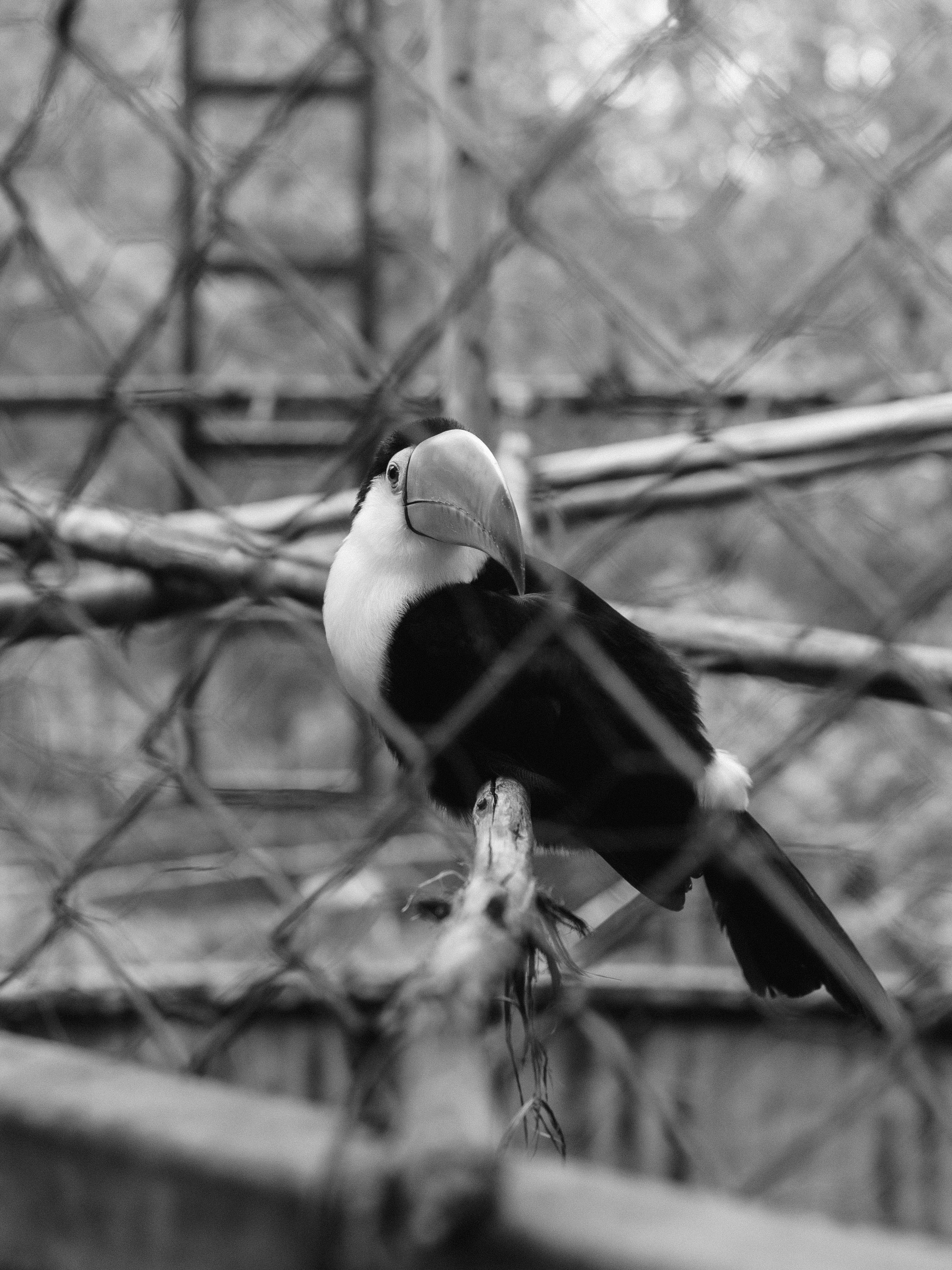 Monochrome Sentinel: A Toucan Behind Chain-Link