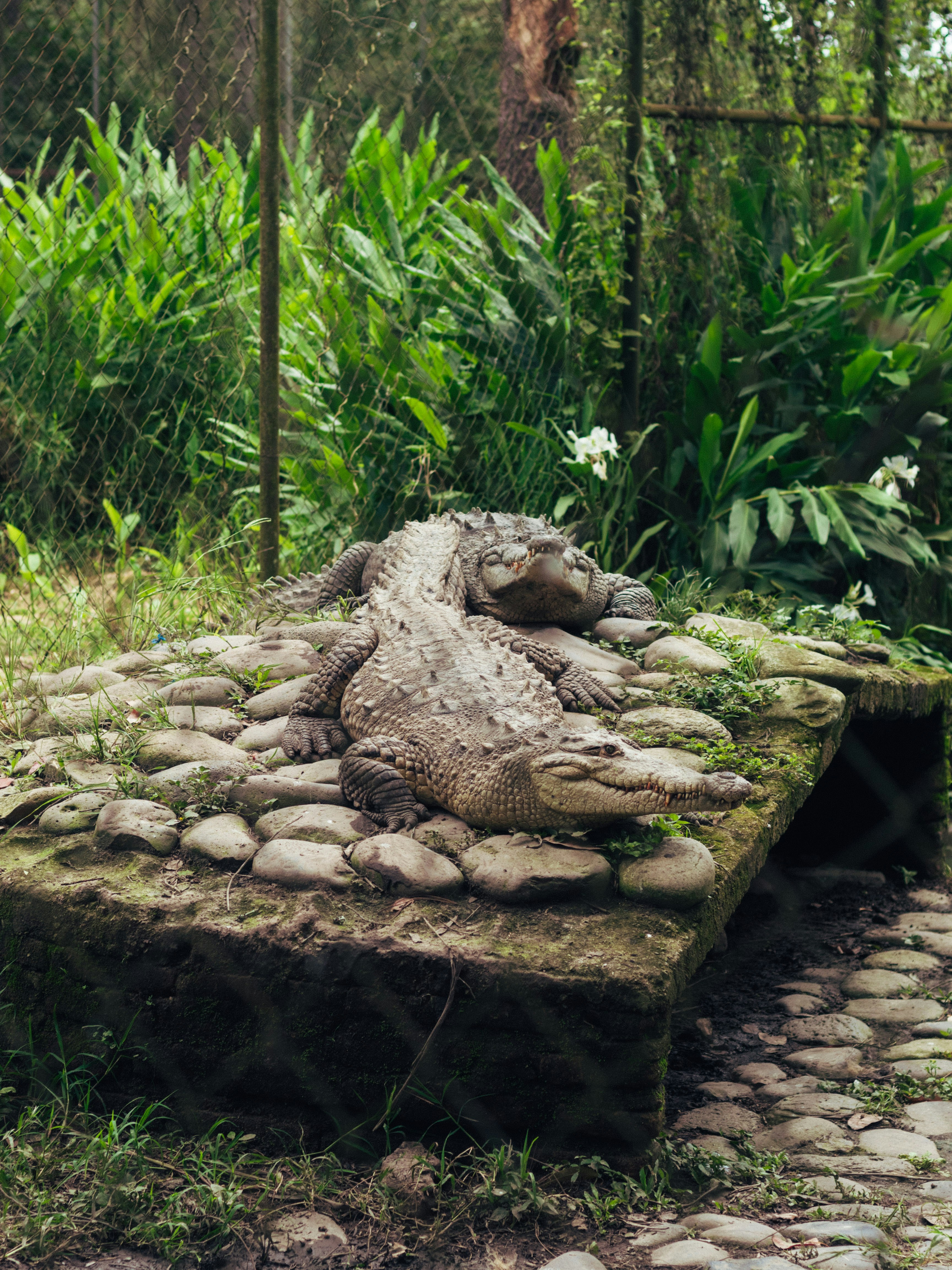 Stone-Platform Crocodiles Resting Amid a Lush Garden
