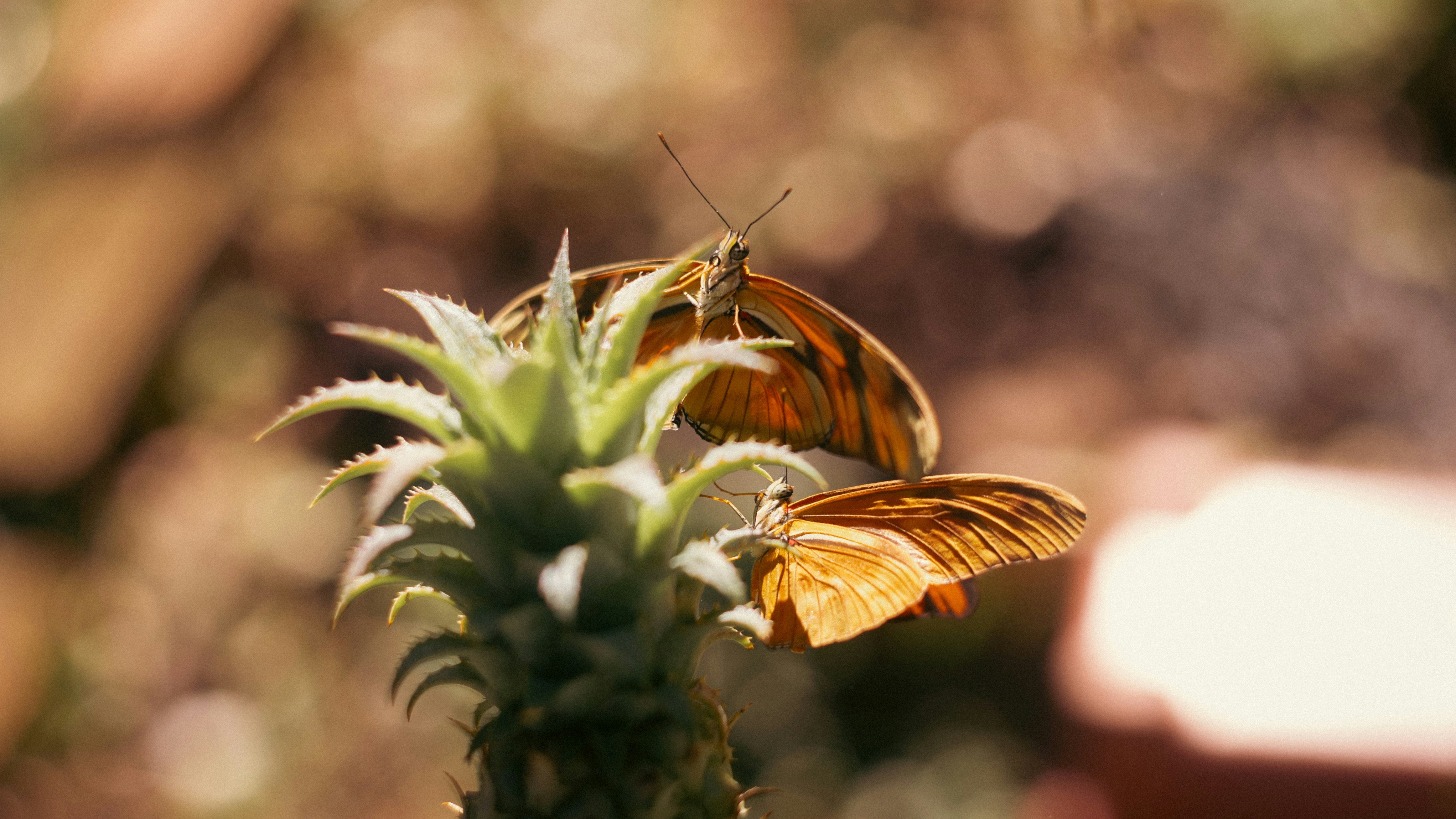 A butterfly sitting on top of a pineapple photo – Free Butterflies ...