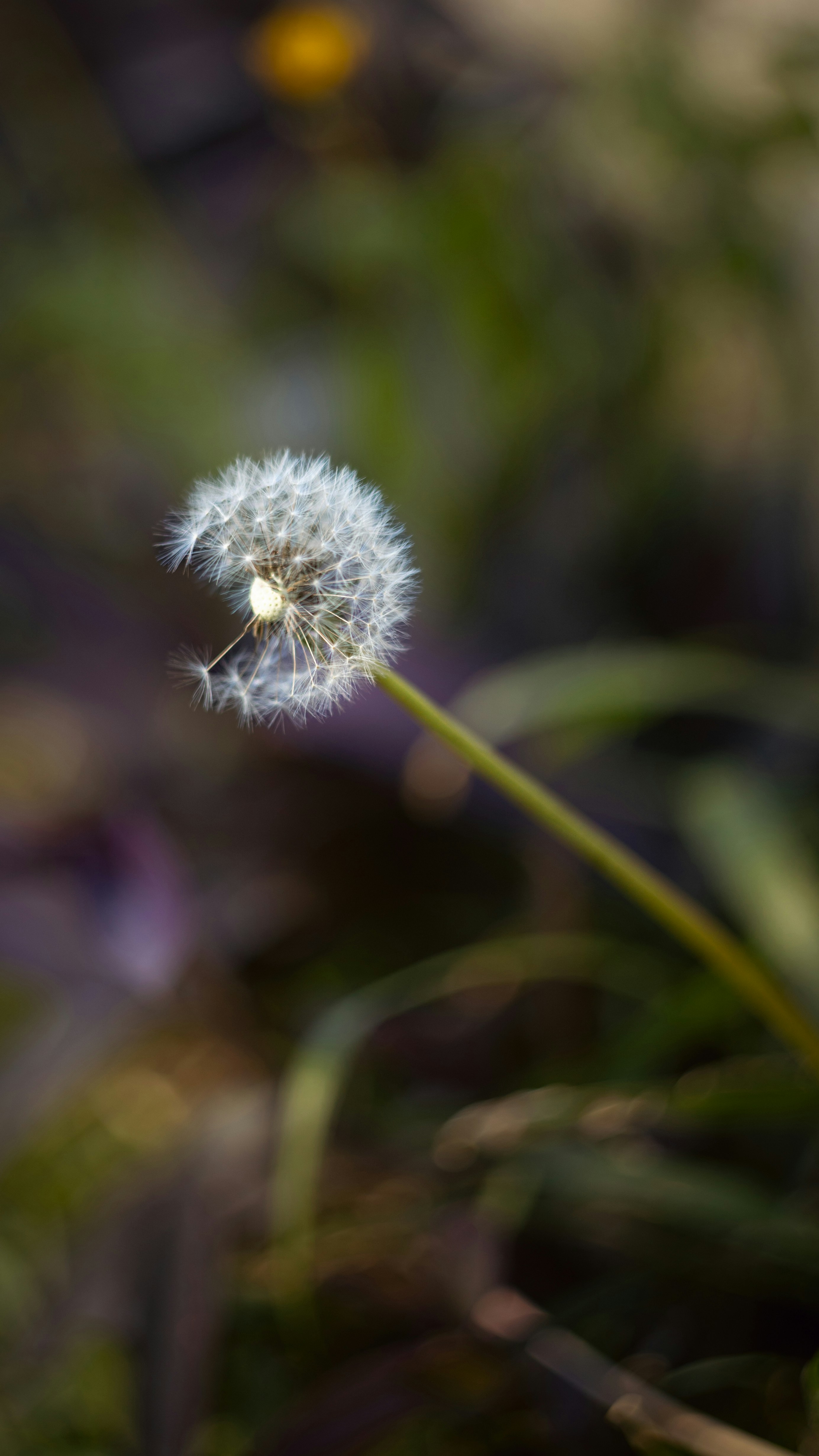 A single dandelion sitting on top of a lush green field photo – Free ...
