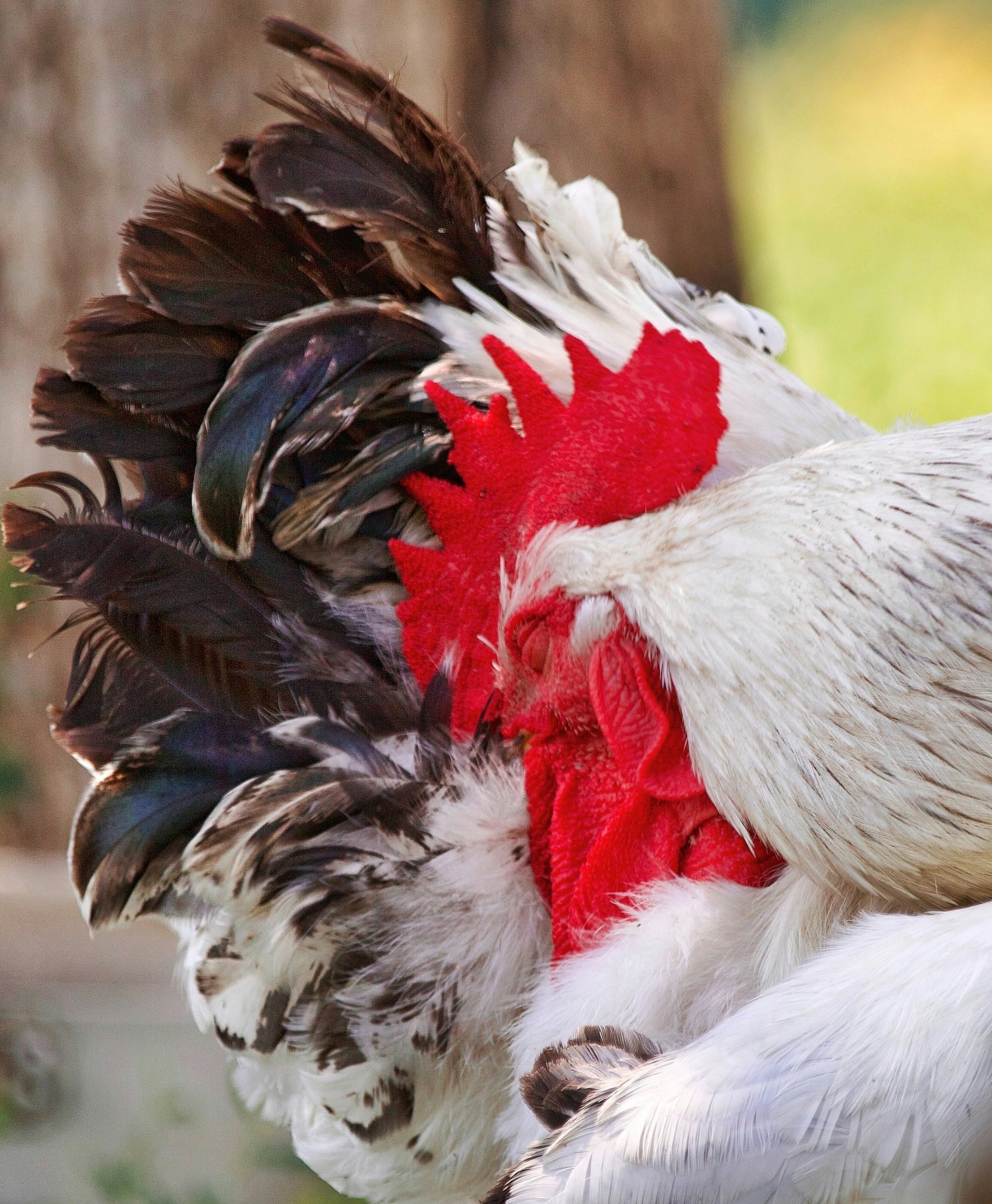 Crimson Crest Close-Up: The Rooster's Red Comb and Feathers