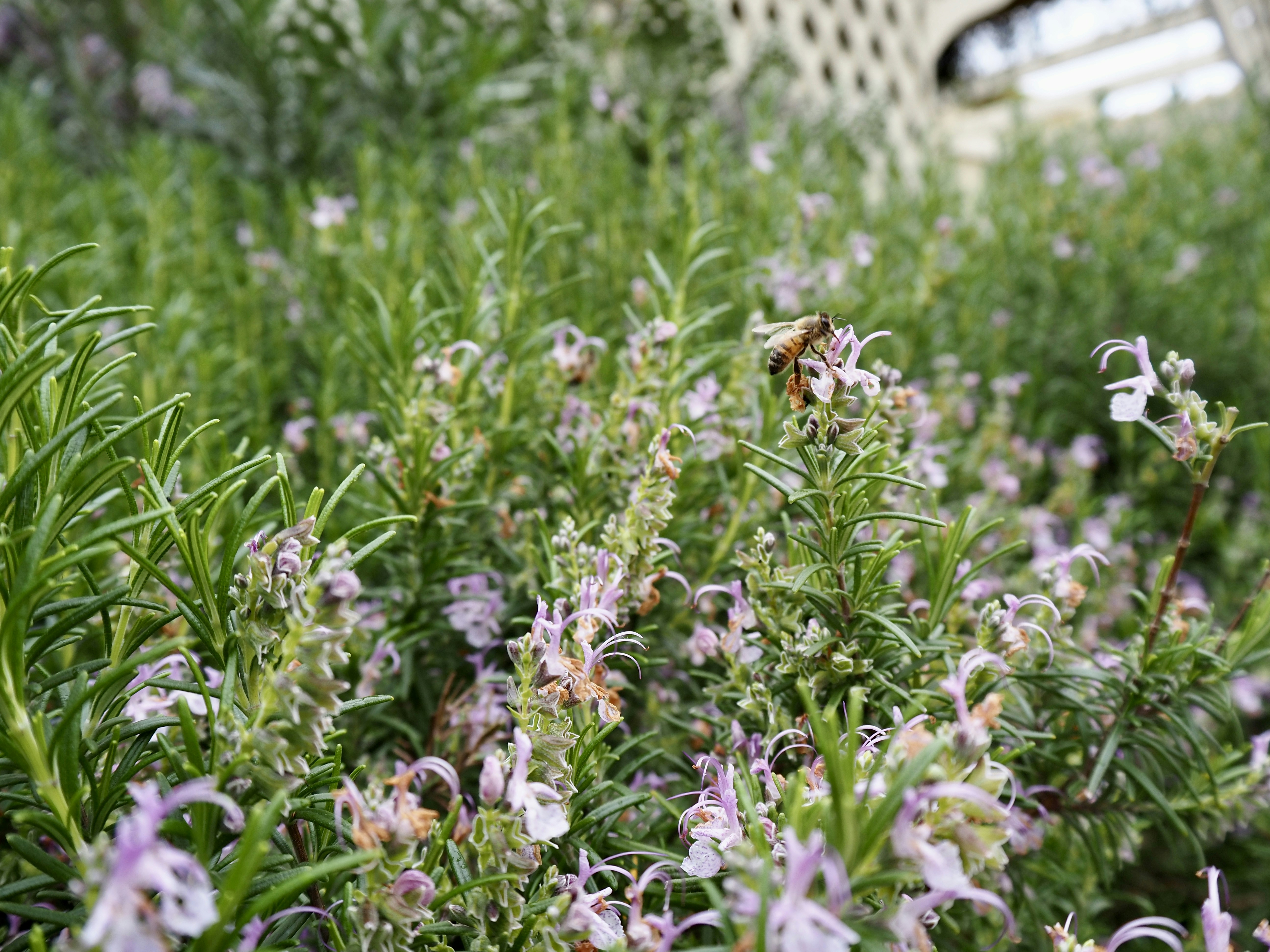 Blooming Lavender Pathway with Hovering Insect