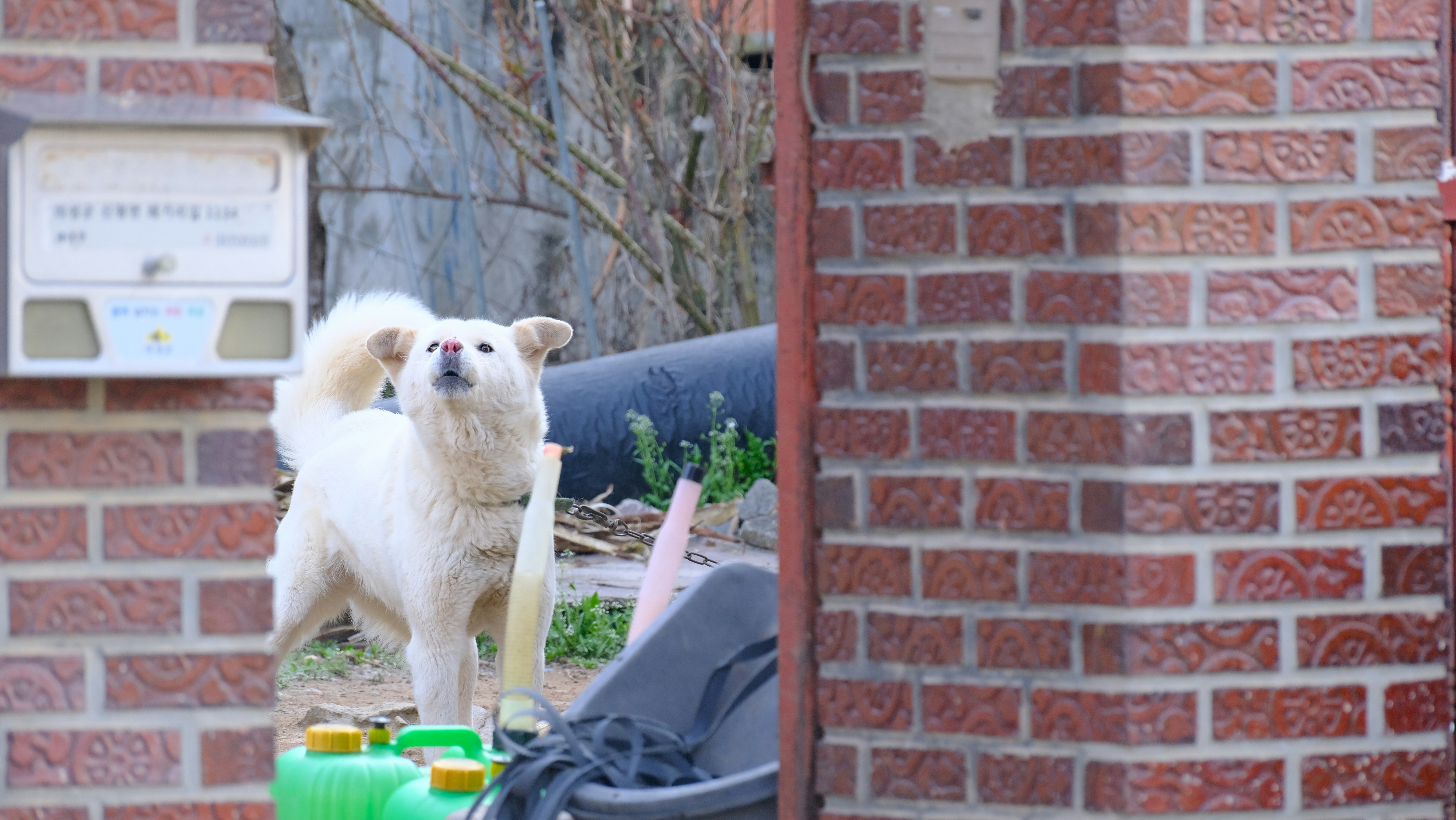 White-furred dog peeks from behind a brick wall in a cozy backyard scene