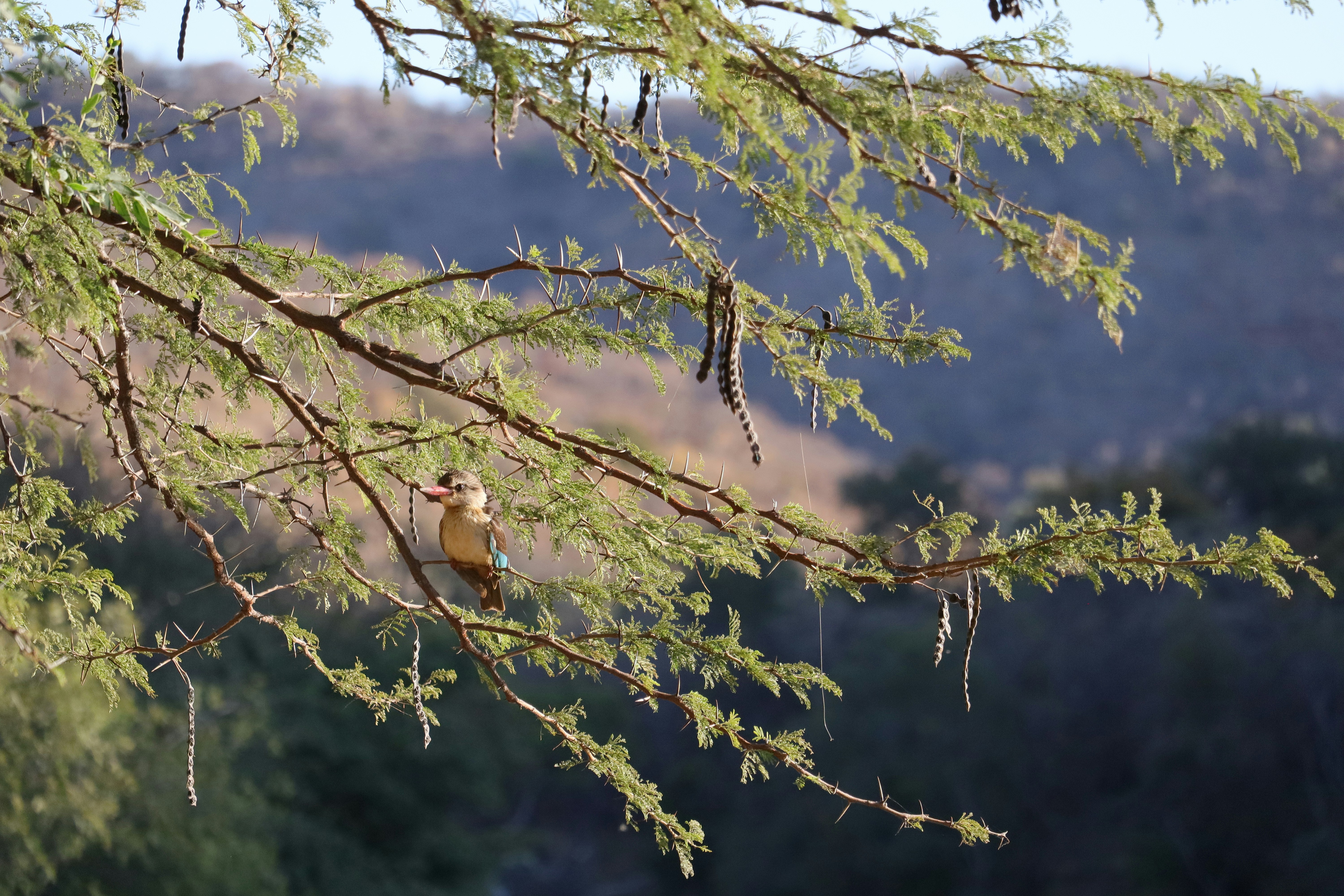 Whisper on Cedar: A Tiny Songbird Perched Amid Needle-Lace Branches