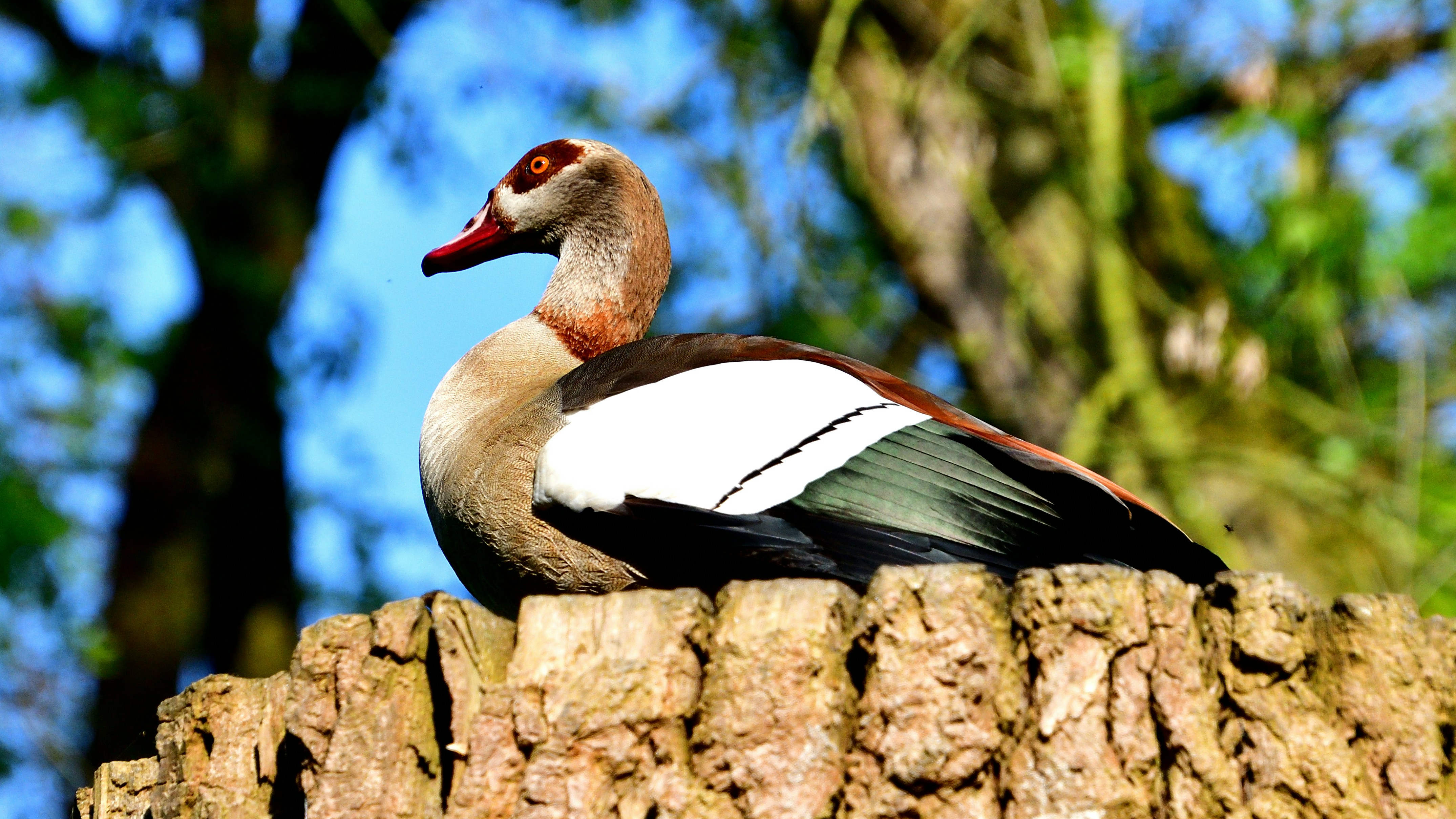 Common Shelduck on a sunlit rock: emerald wing flash against a cobalt sky