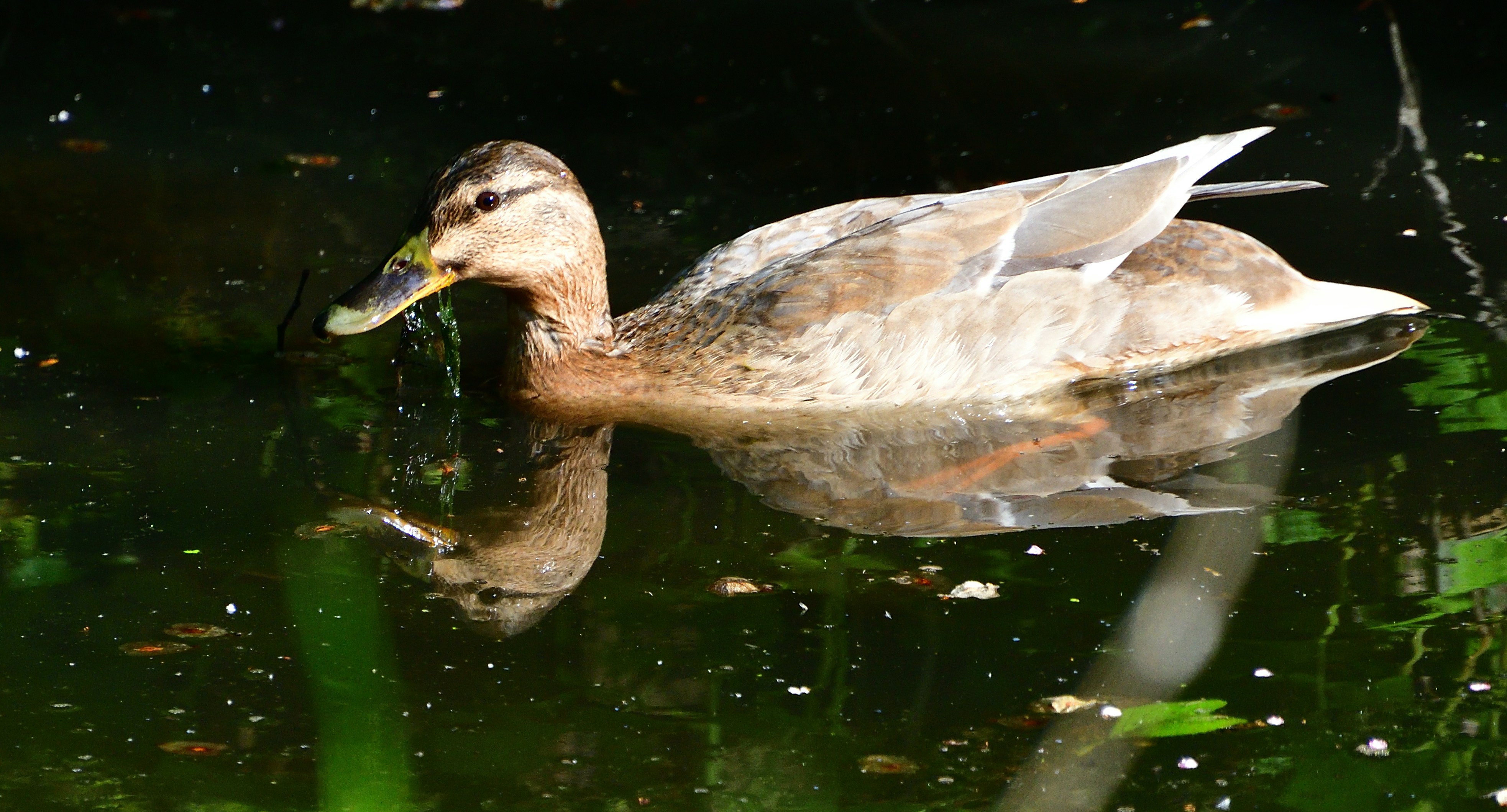 Serene Reflections: The Duck's Quiet Moment