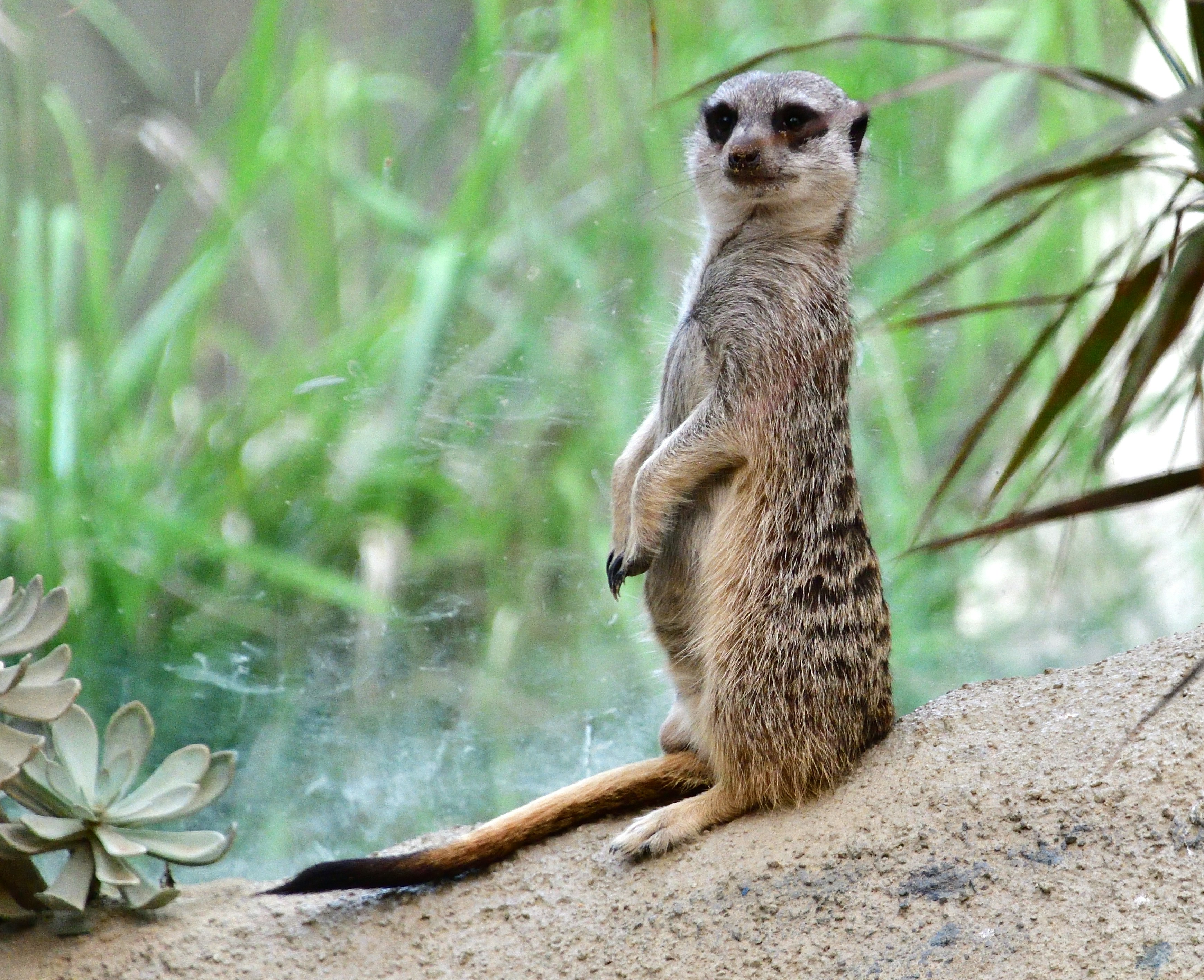 Vigil on the Sandbank: Meerkat Stands Guard Among Green Backdrops
