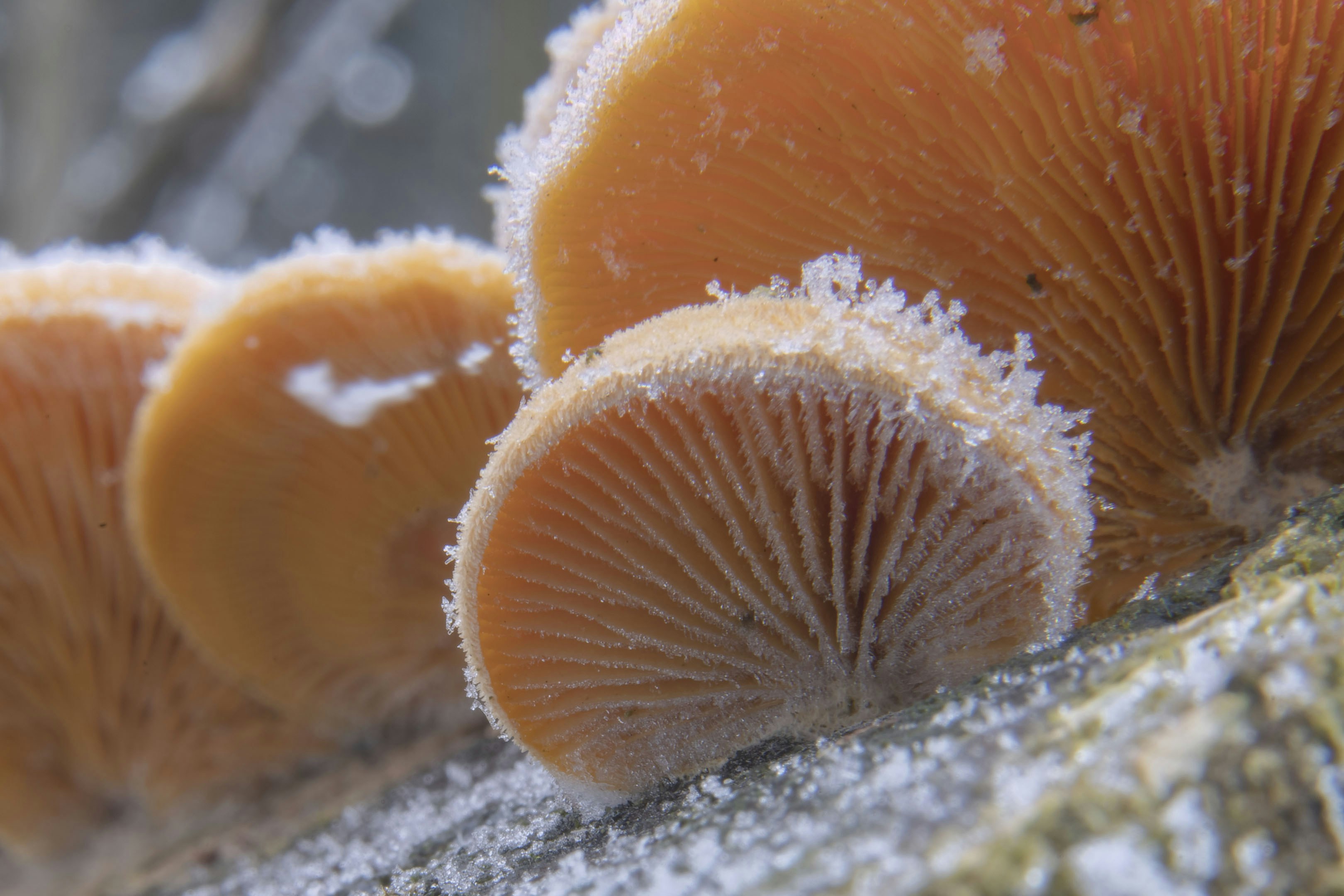 Un groupe de champignons orange assis au sommet d’un rocher photo ...