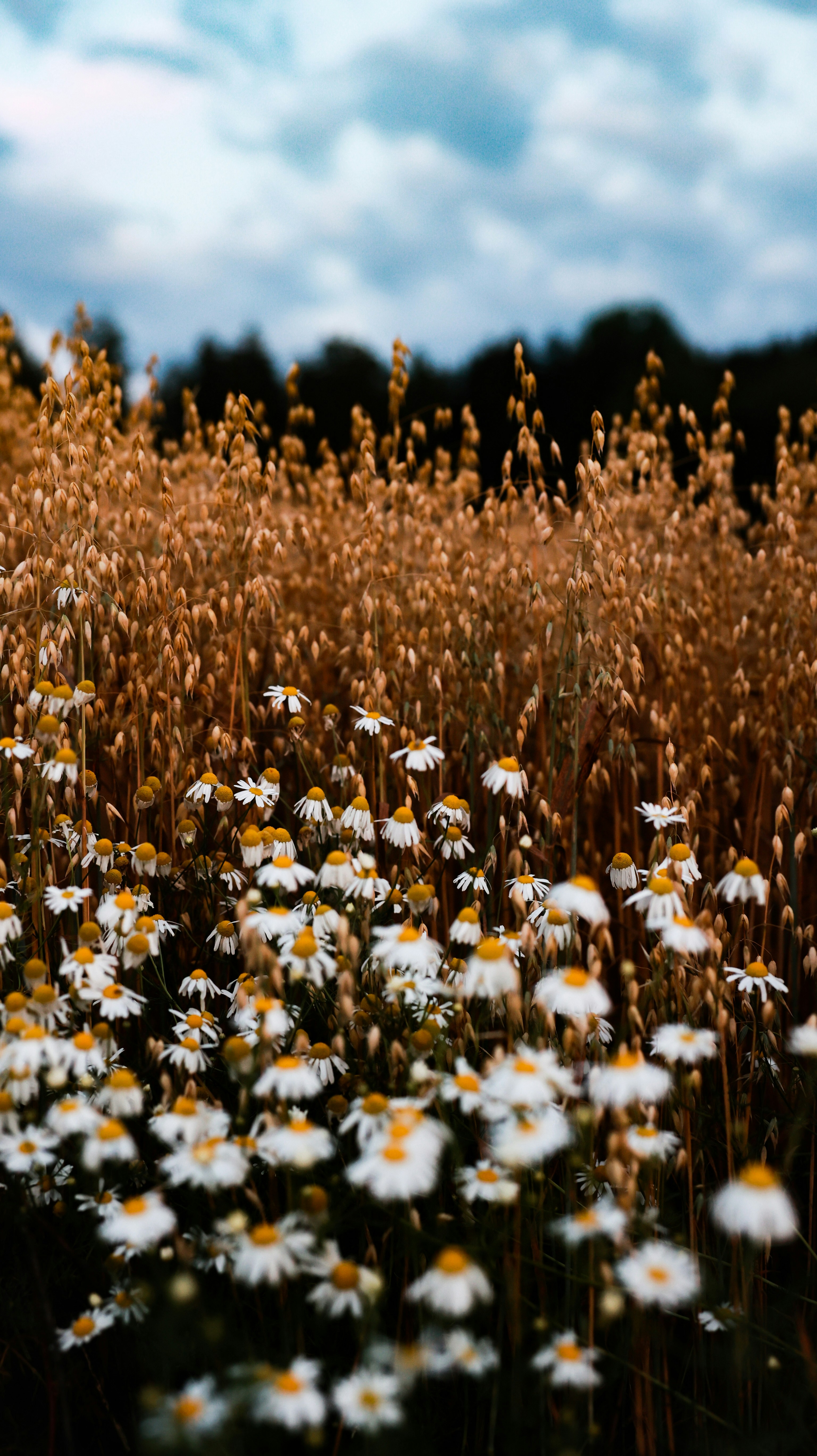 Daisies in a Golden Sea Under a Gentle Clouded Sky