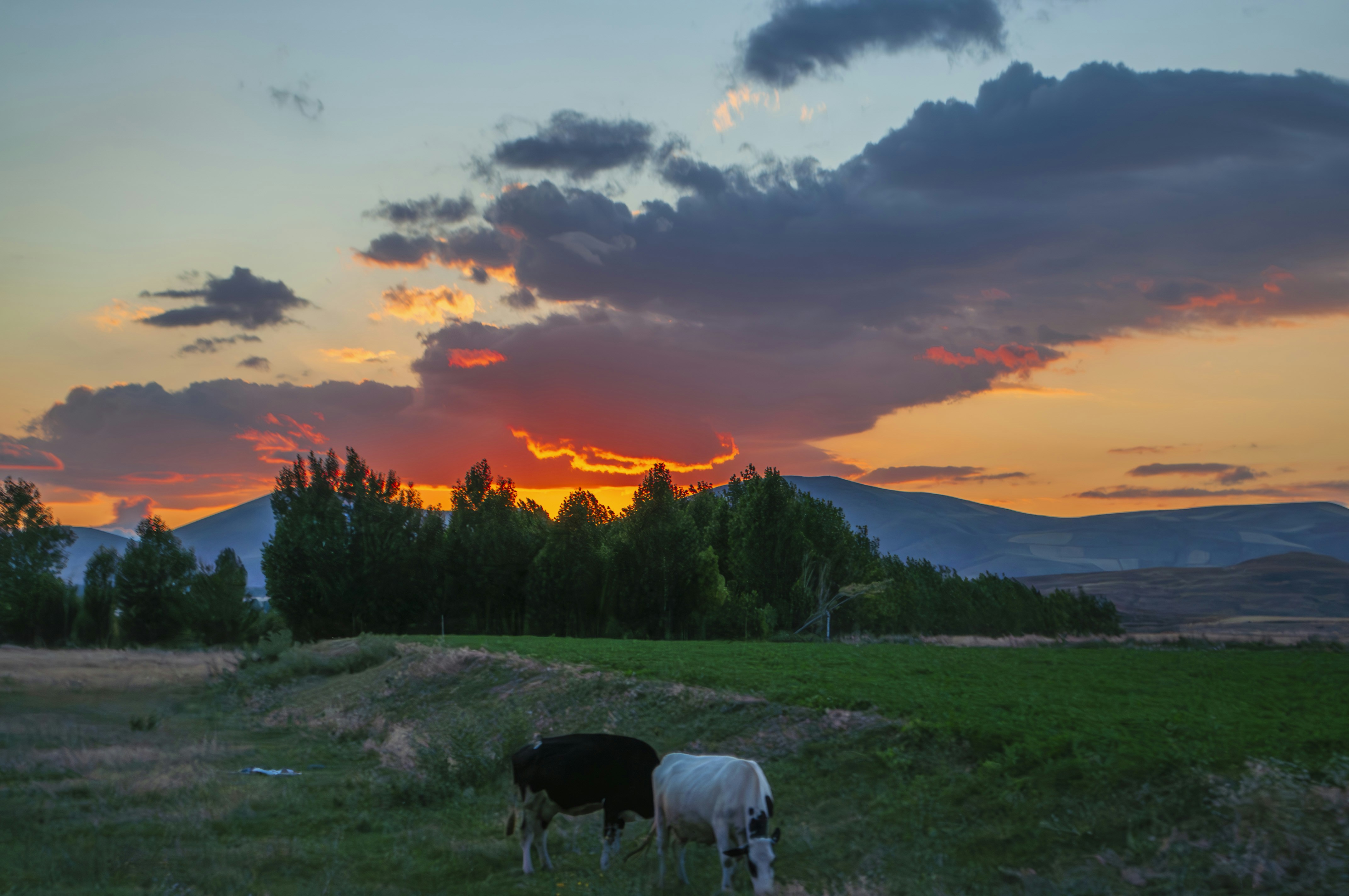 Horizon Ember: Cattle at Dusk in a Quiet Valley