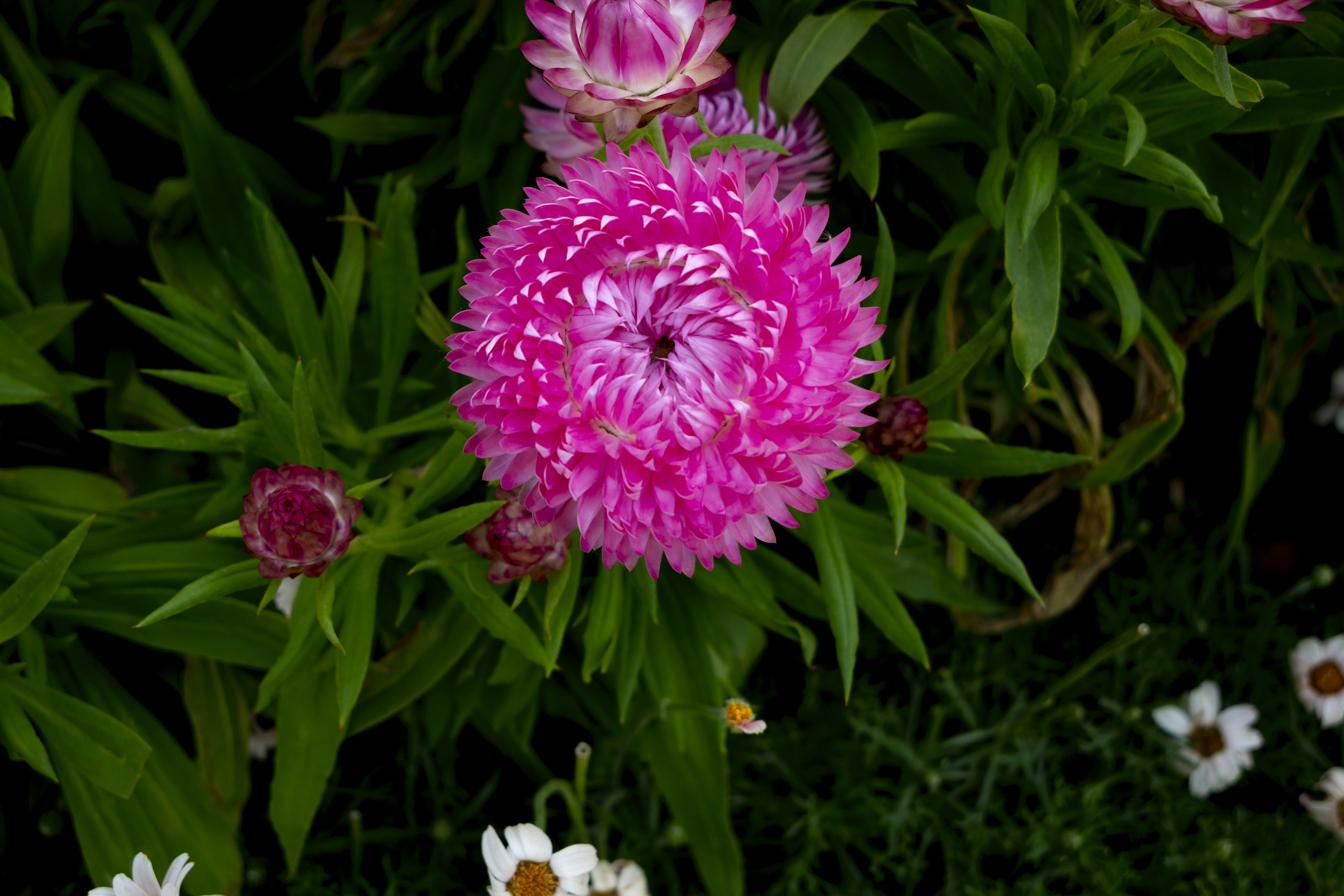 Bright pink flower surrounded by lush green foliage and small white blooms.