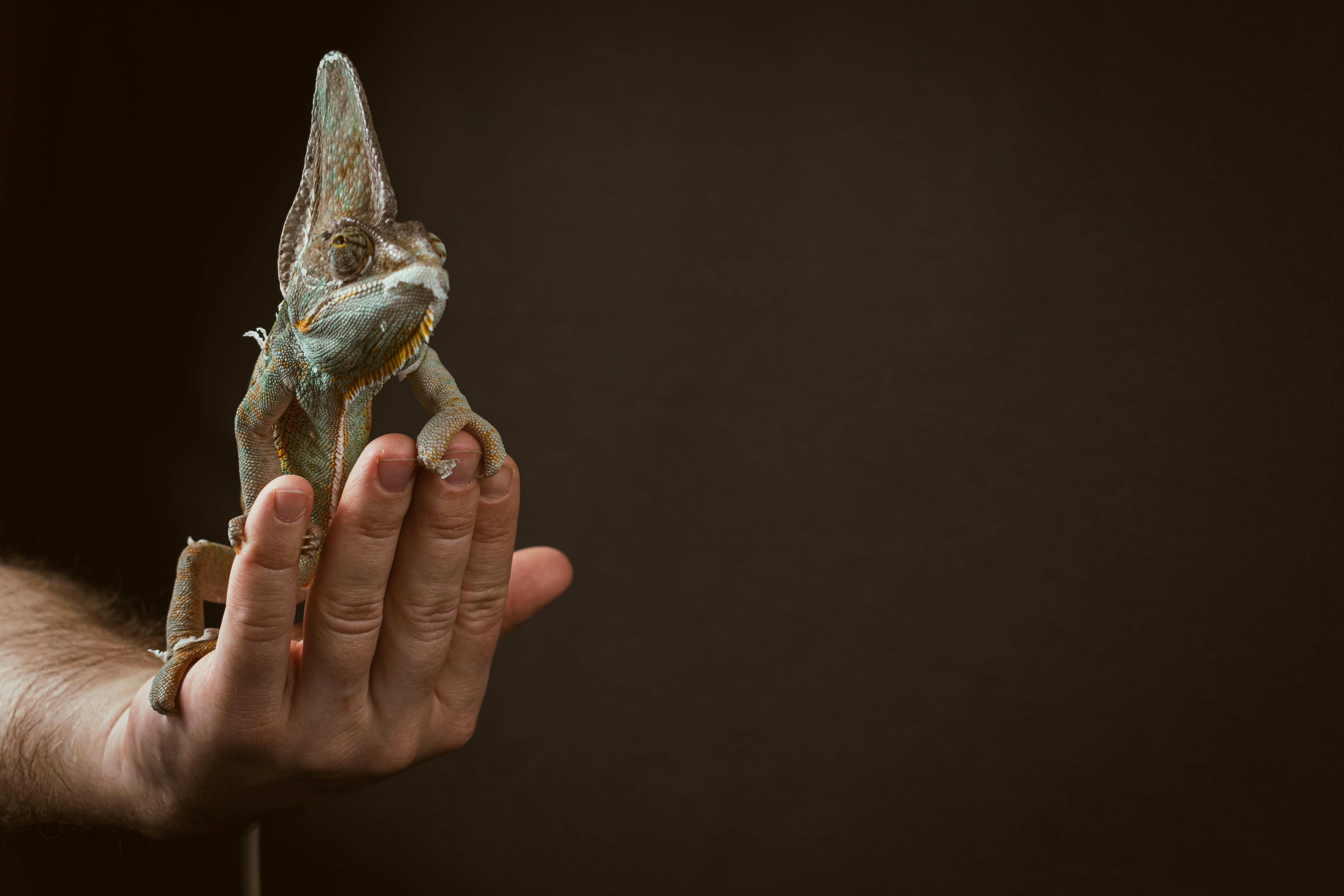 Tiny Tyrant: A Hand-Sculpted Gecko Grips the Spotlight