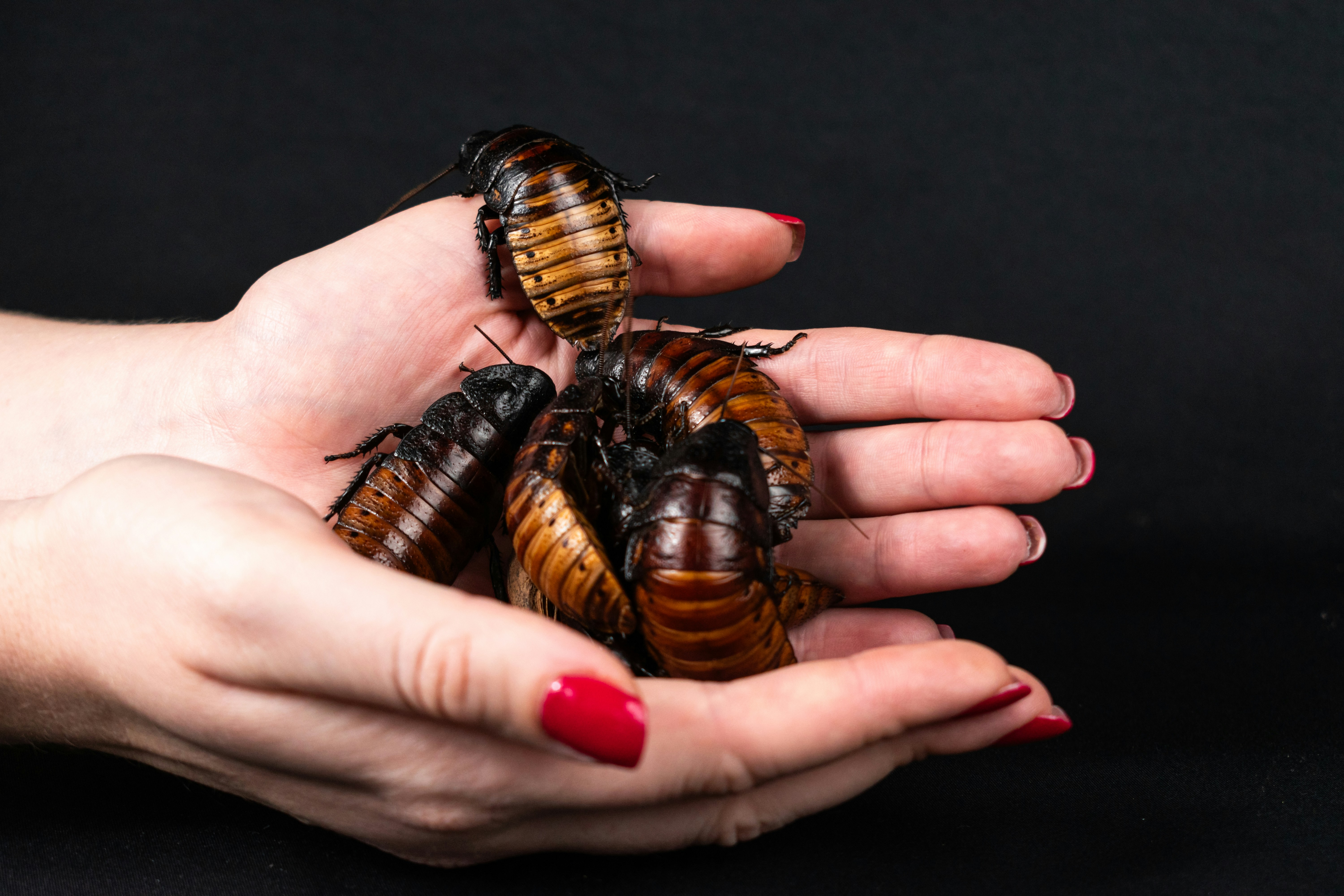 A woman's hands holding three brown and black bugs photo – Free Hand ...