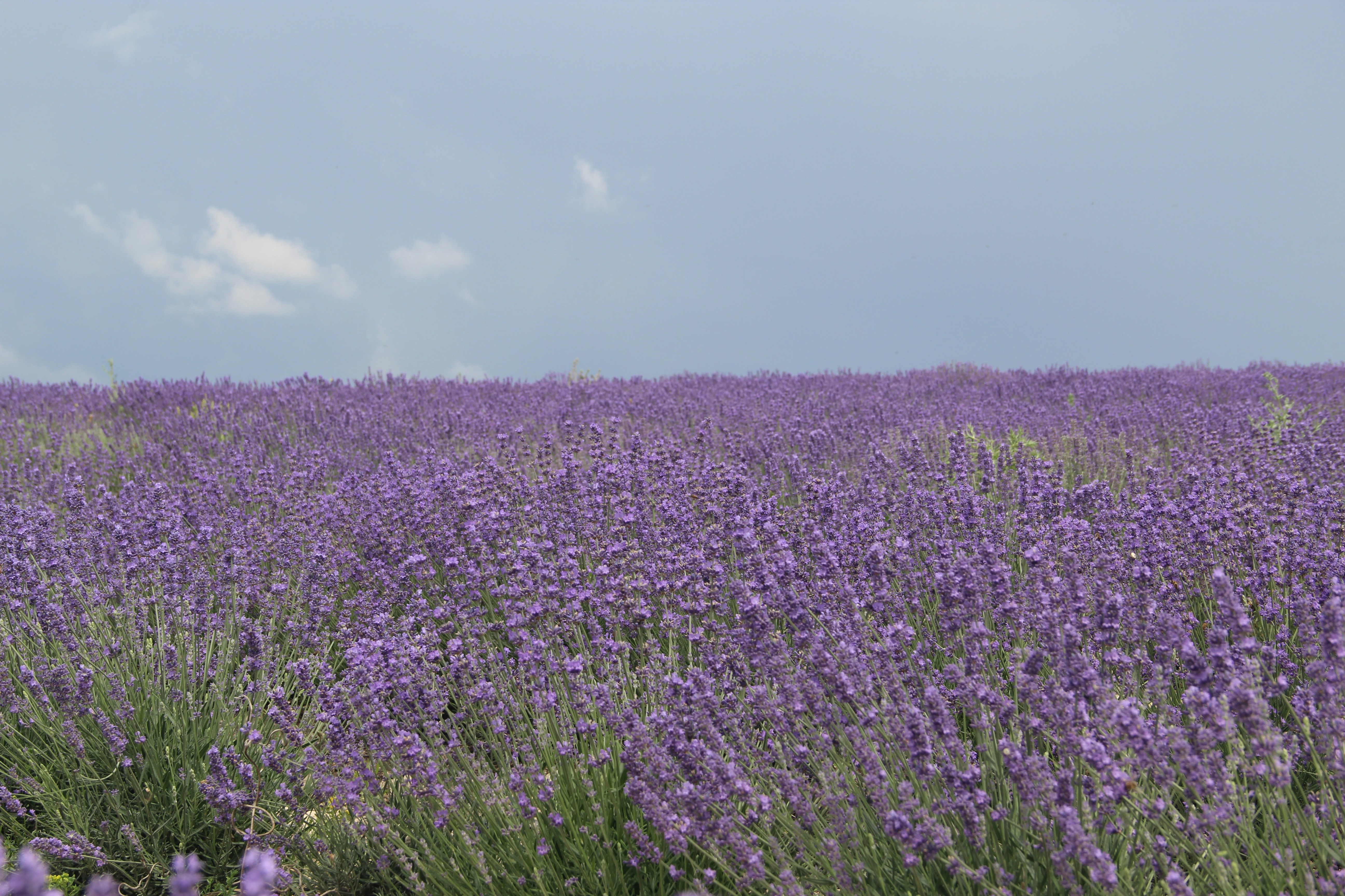 Photo by Daria Gaidukova with Canon EOS 1300D