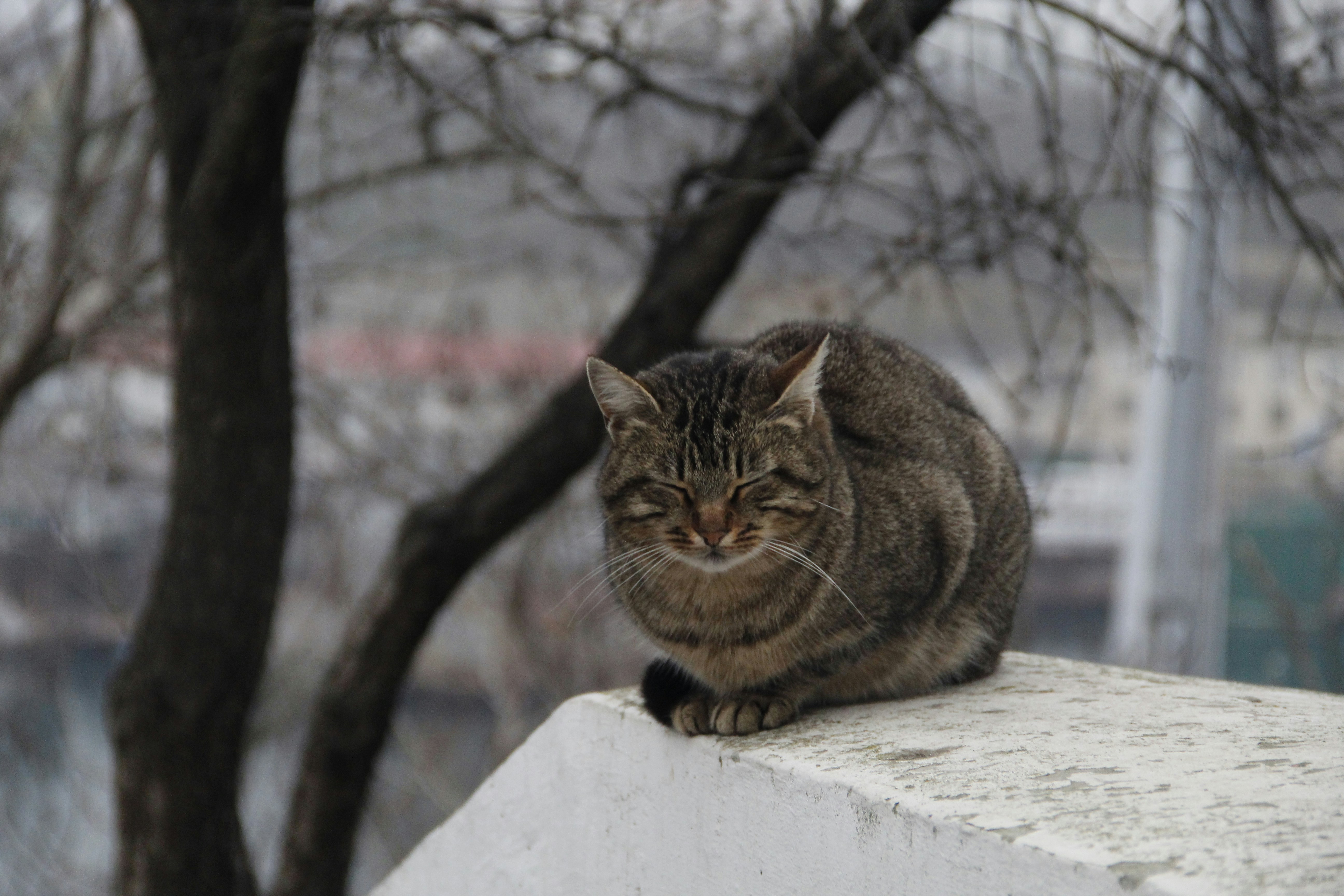 Still-Watchful Feline on a Weathered Concrete Terrace