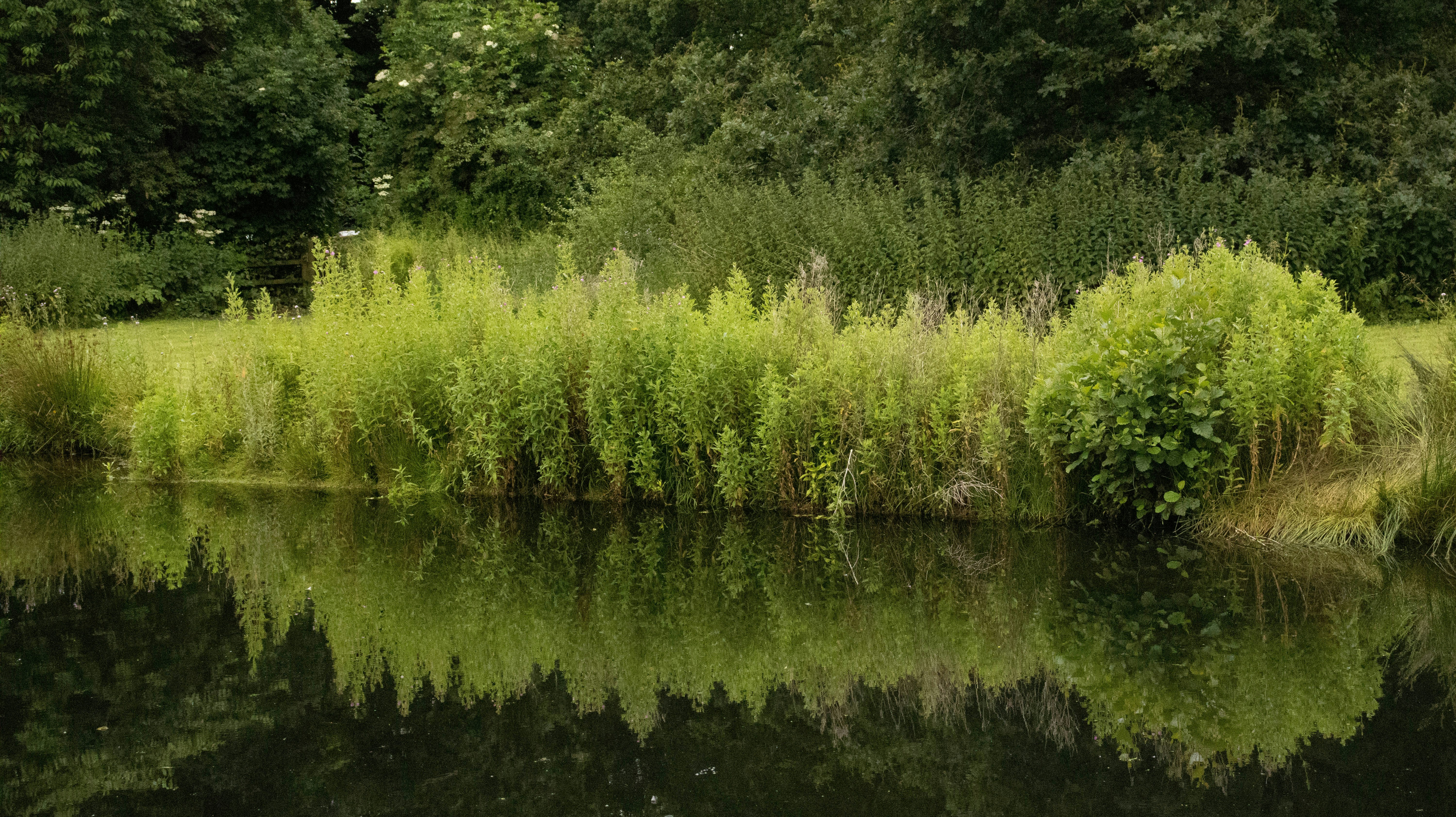 Emerald Shoreline Reflections on a Quiet Lake