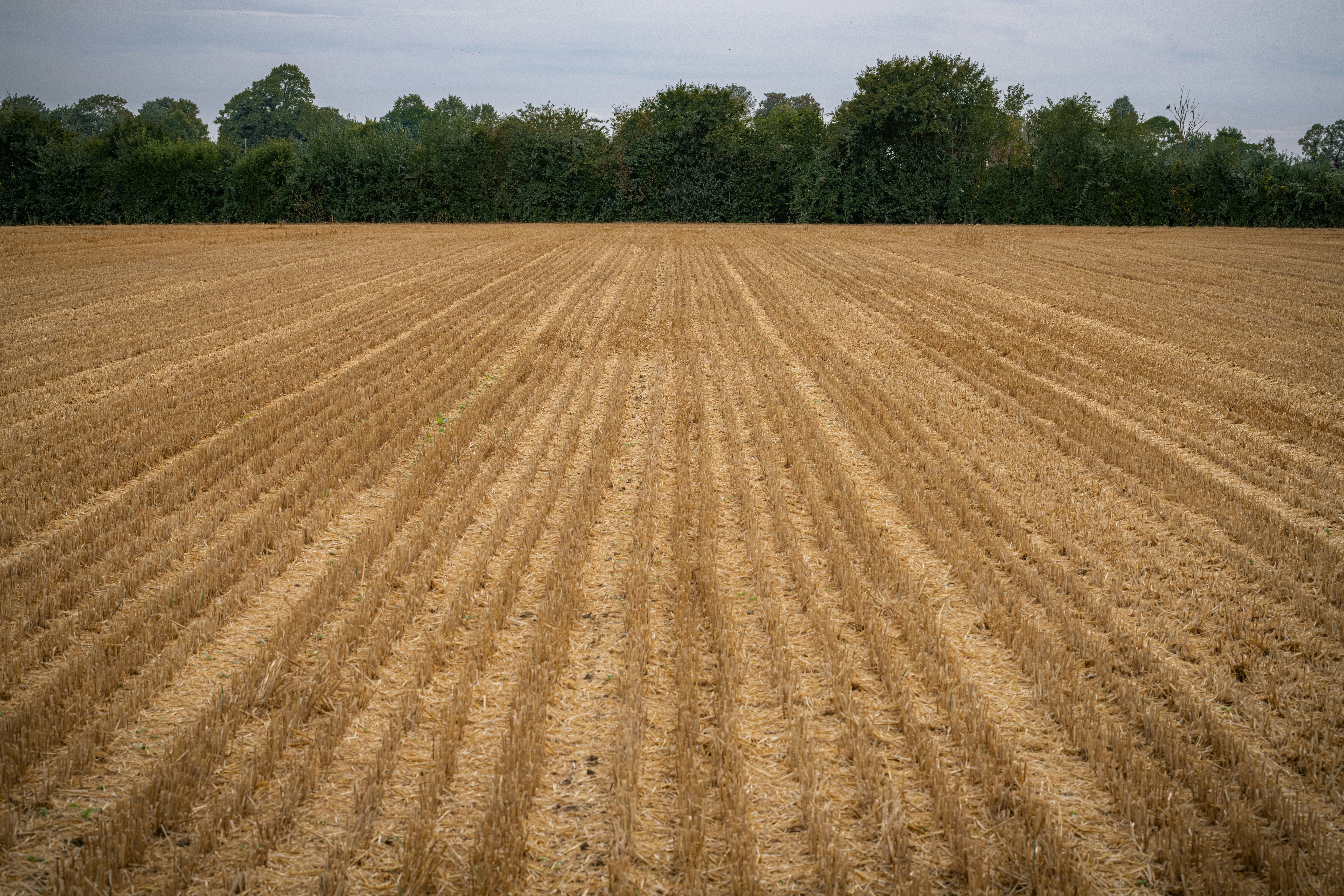 A plowed field with trees in the background photo – Free Field Image on ...