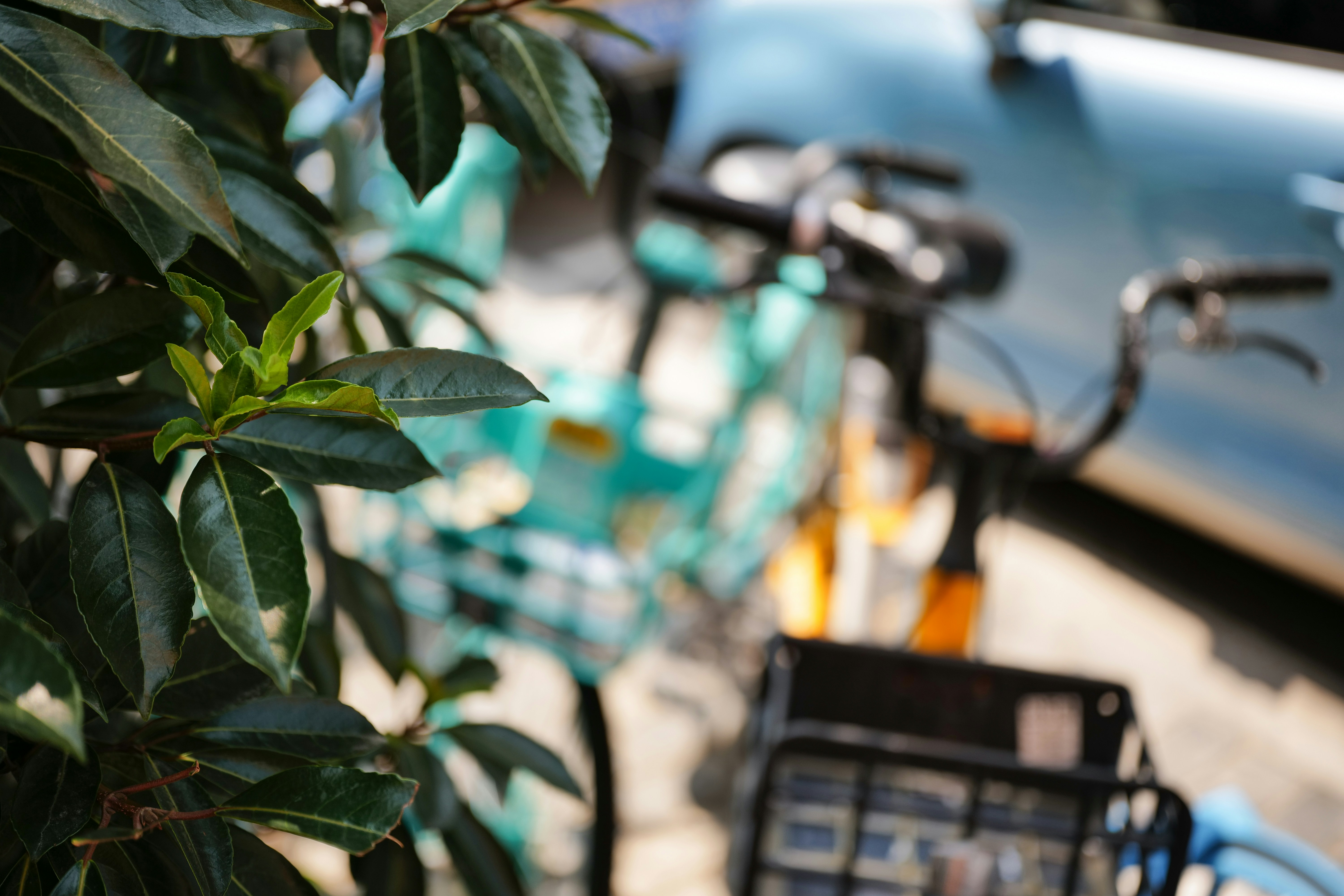 Leaves in Focus, Wheels in Motion: An Urban Moment Framed by Foliage