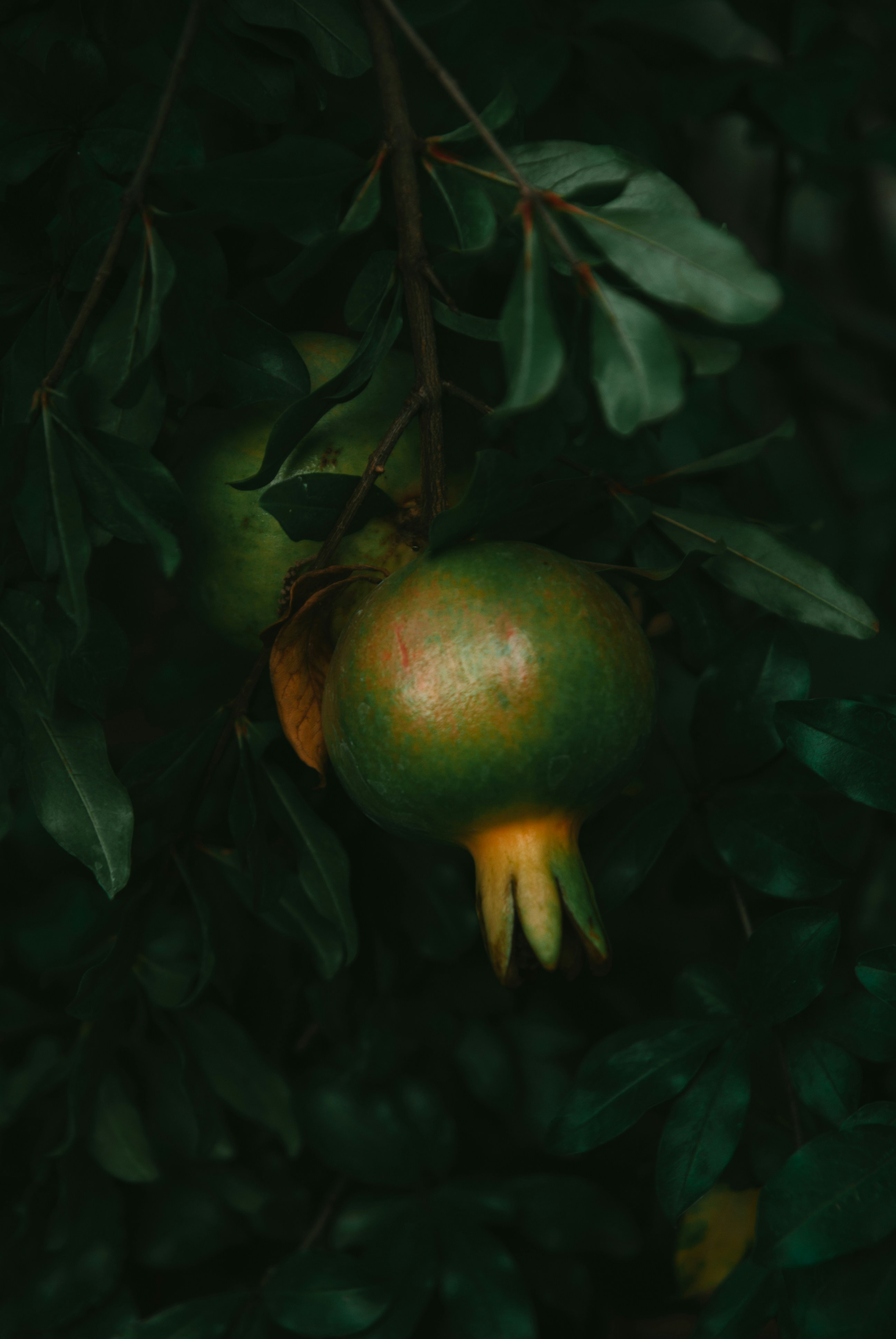 Midnight Pomegranate: a lone fruit among shadowed foliage