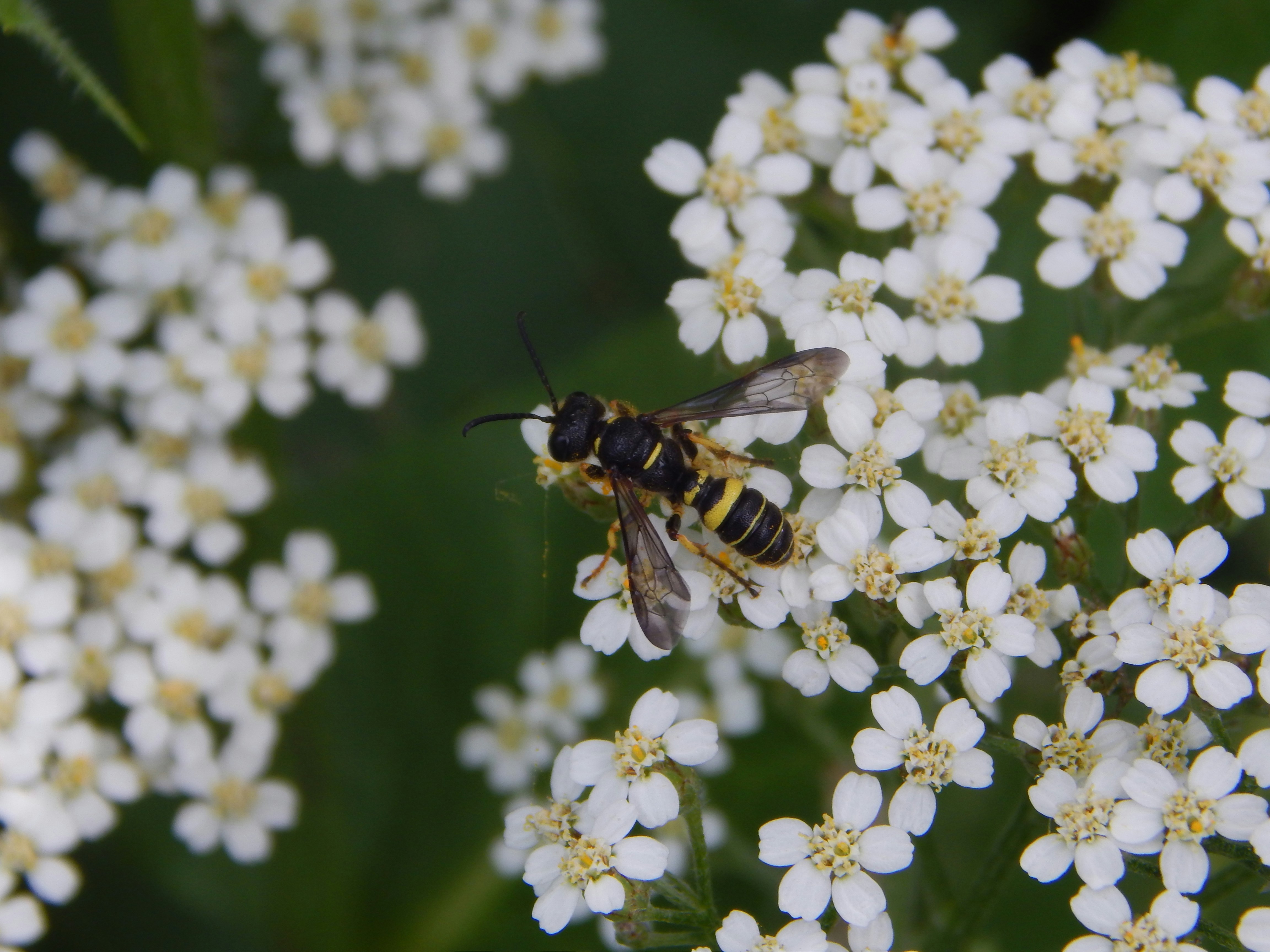 A close up of a bee on a flower photo – Free Wallpaper Image on Unsplash
