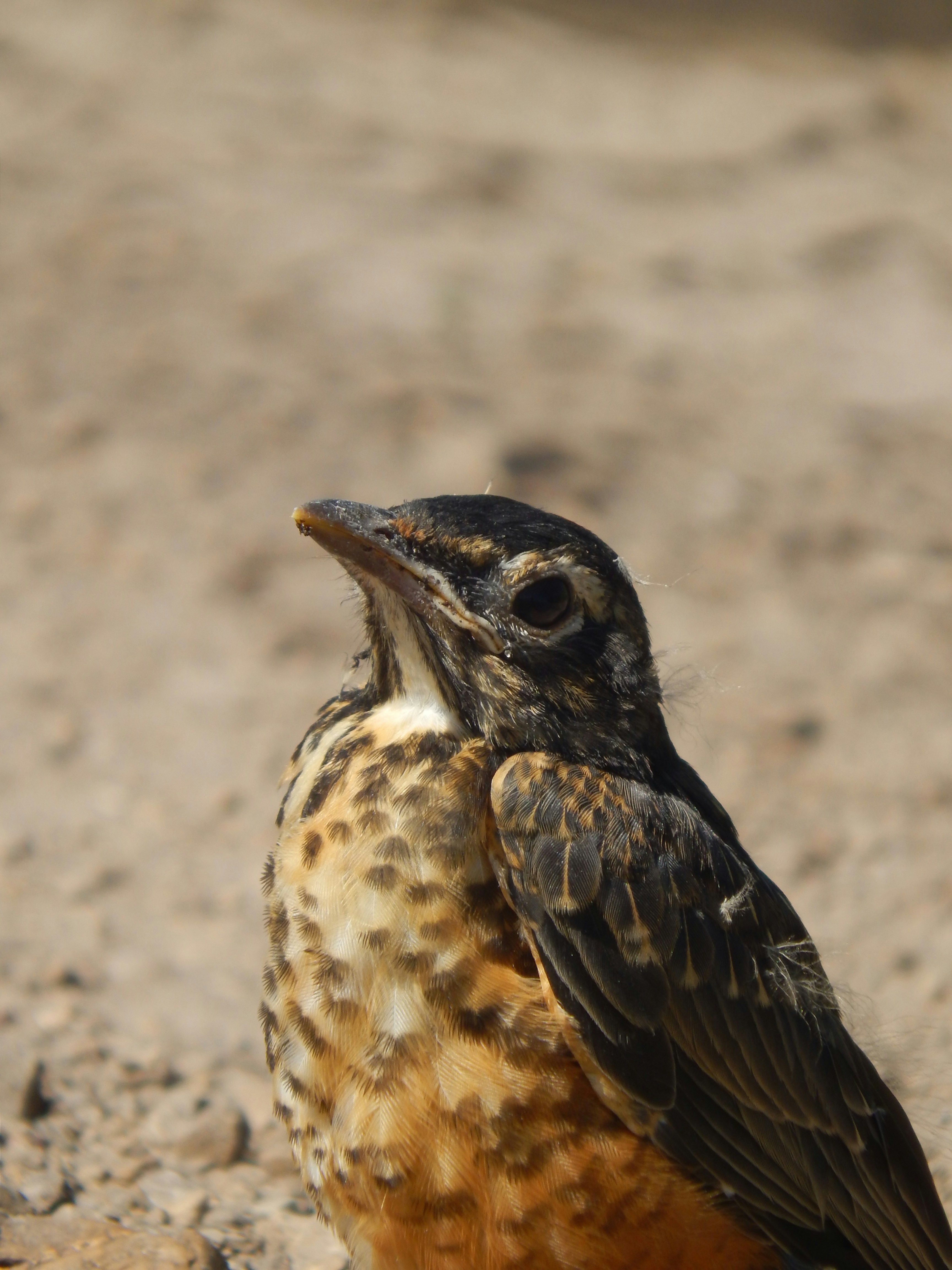 A small bird is standing on the ground photo – Free Wallpaper 4k Image ...