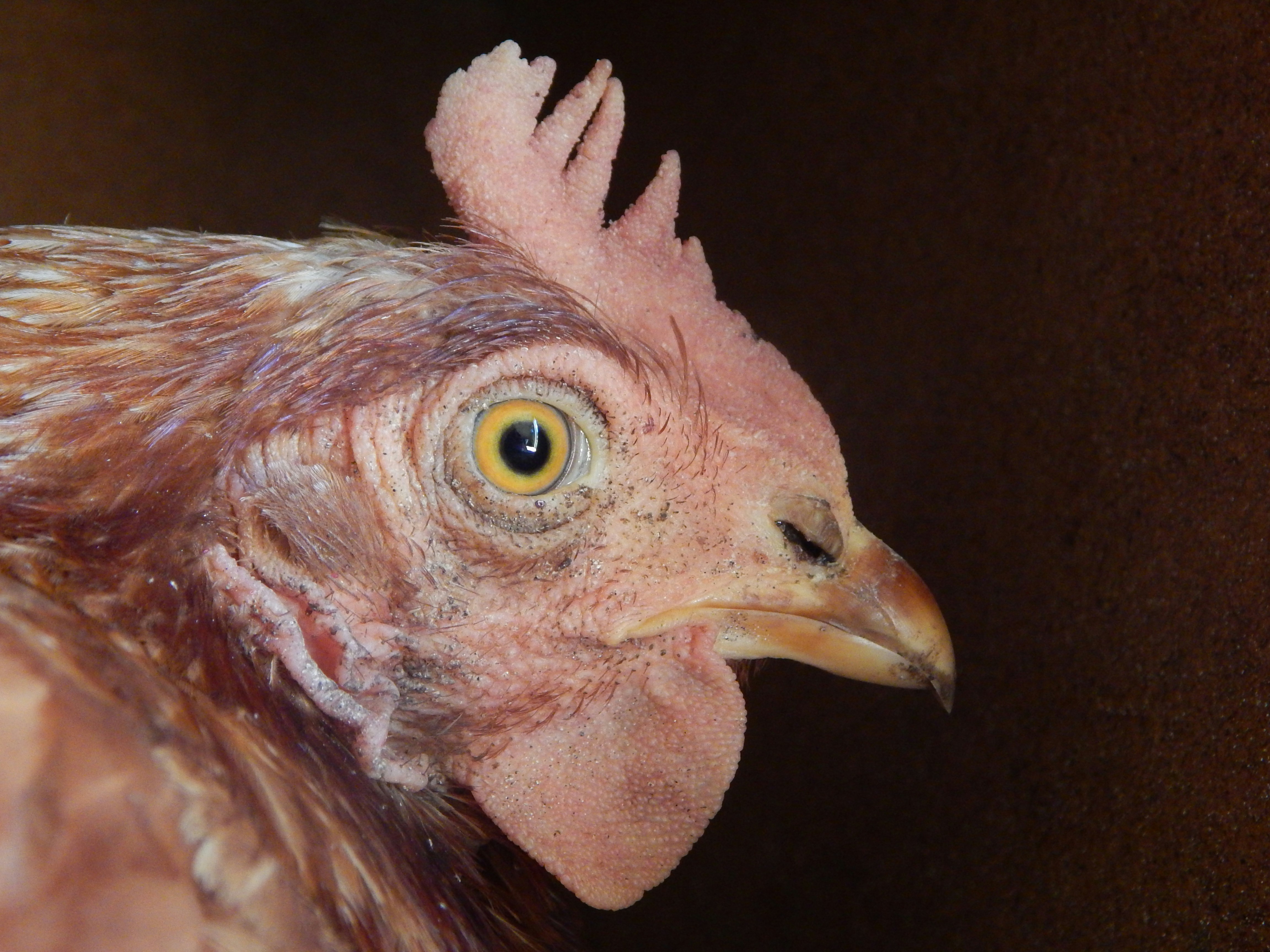 Amber Eye in Focus: A Hen's Close-Up Portrait