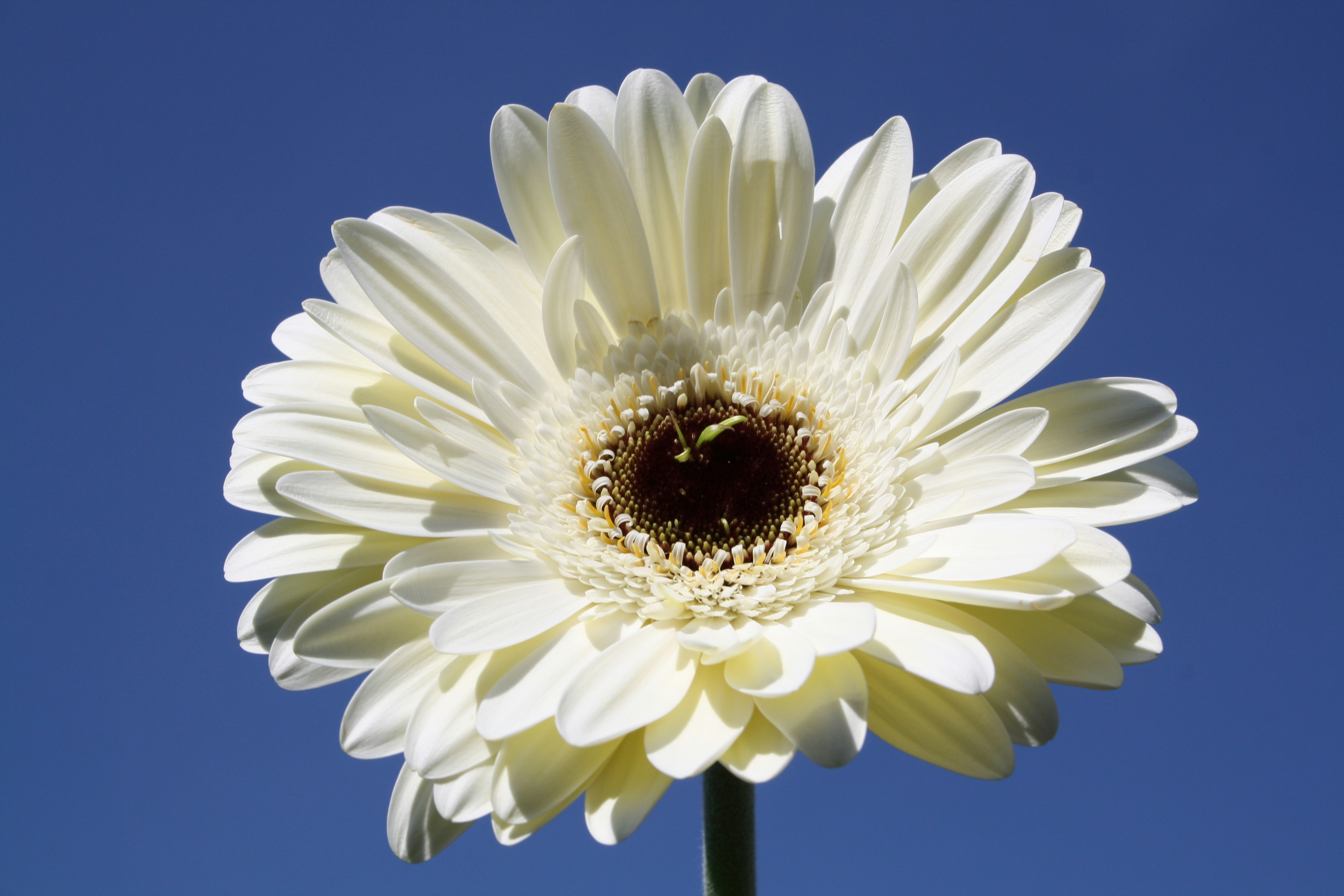 A Pure Bloom Reaching Toward a Clear Blue