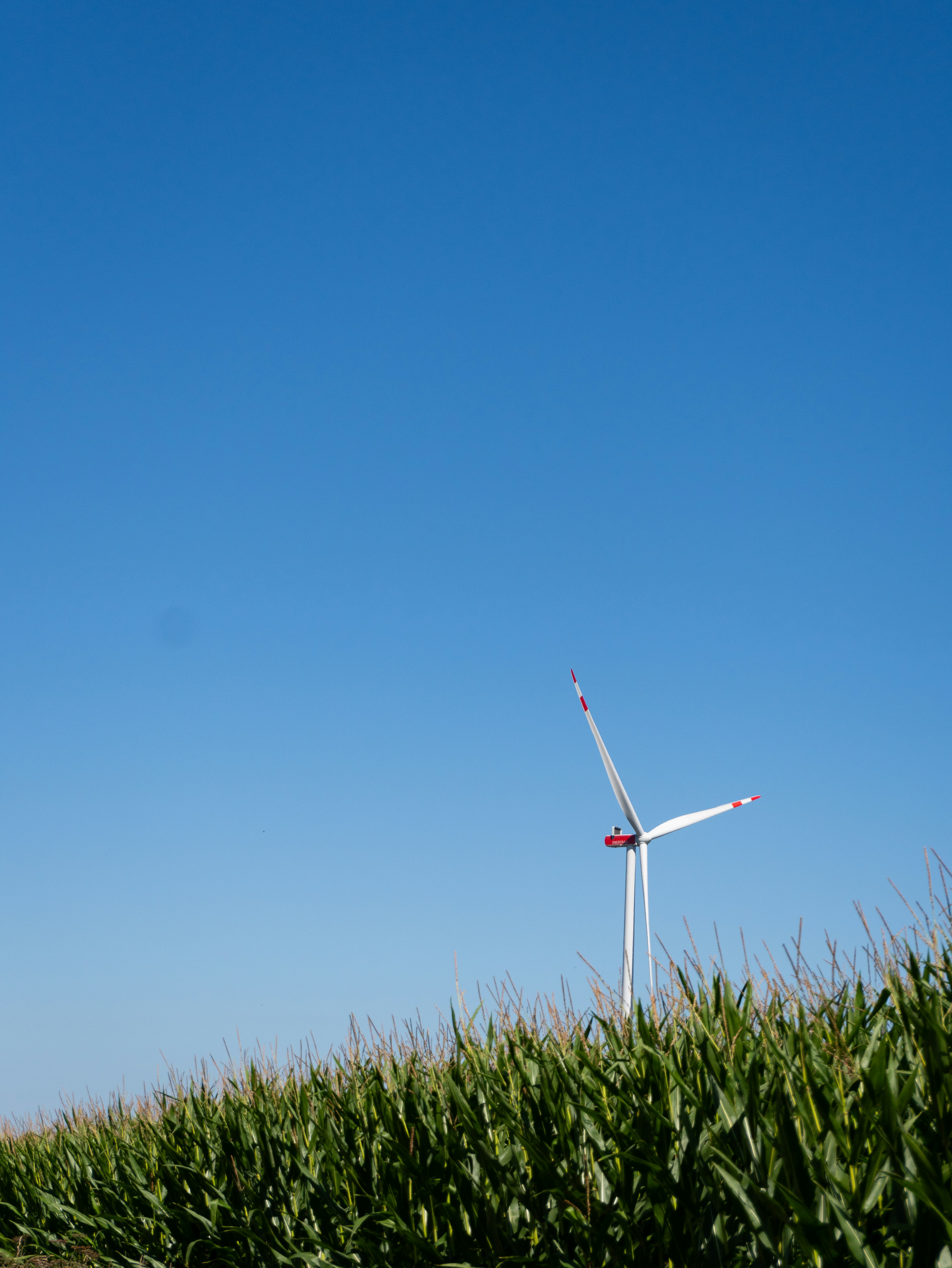 Cerulean Sky, Wind Turbine Sentinel Over a Green Cornfield