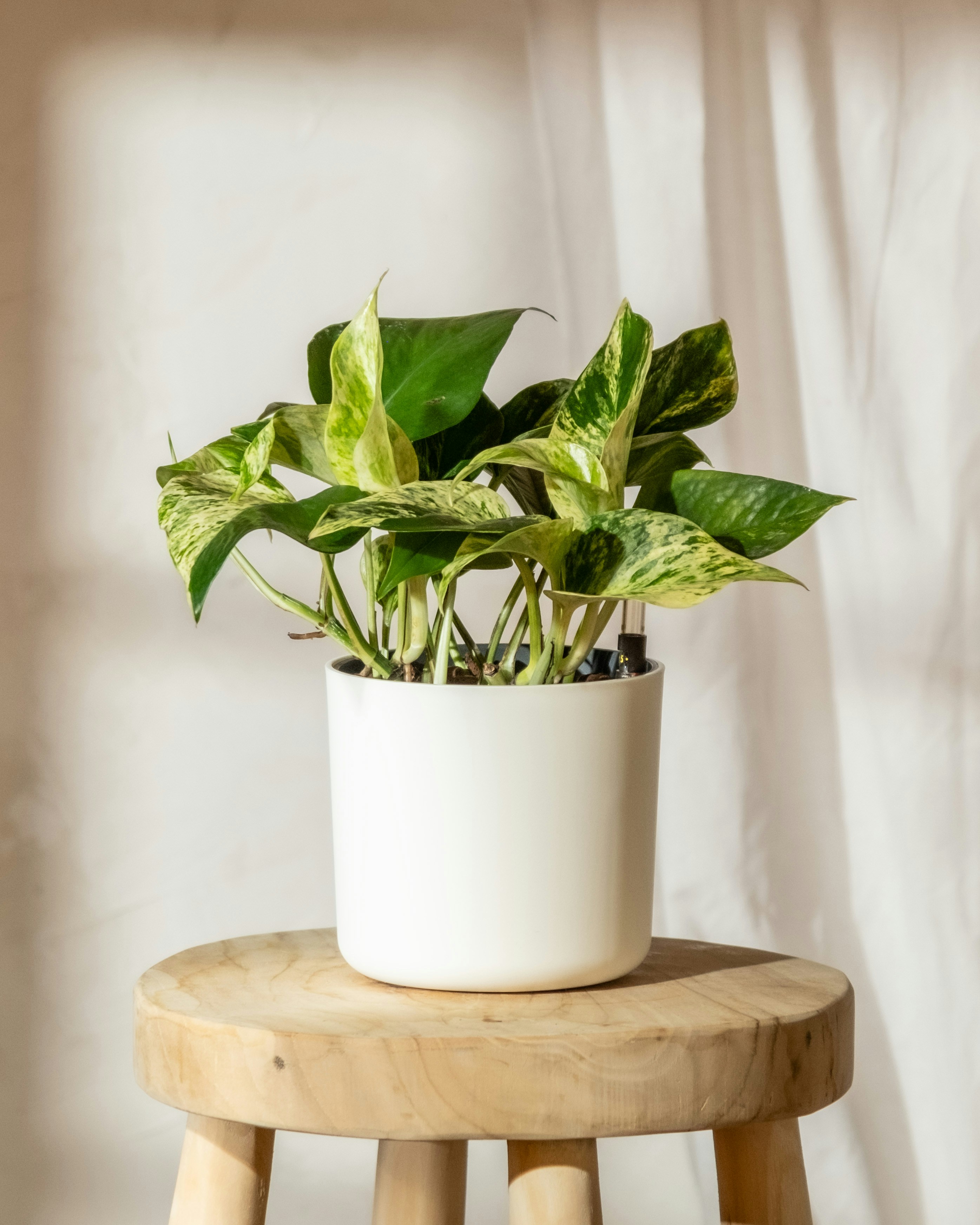 A potted plant sitting on top of a wooden stool photo – Free Plant ...