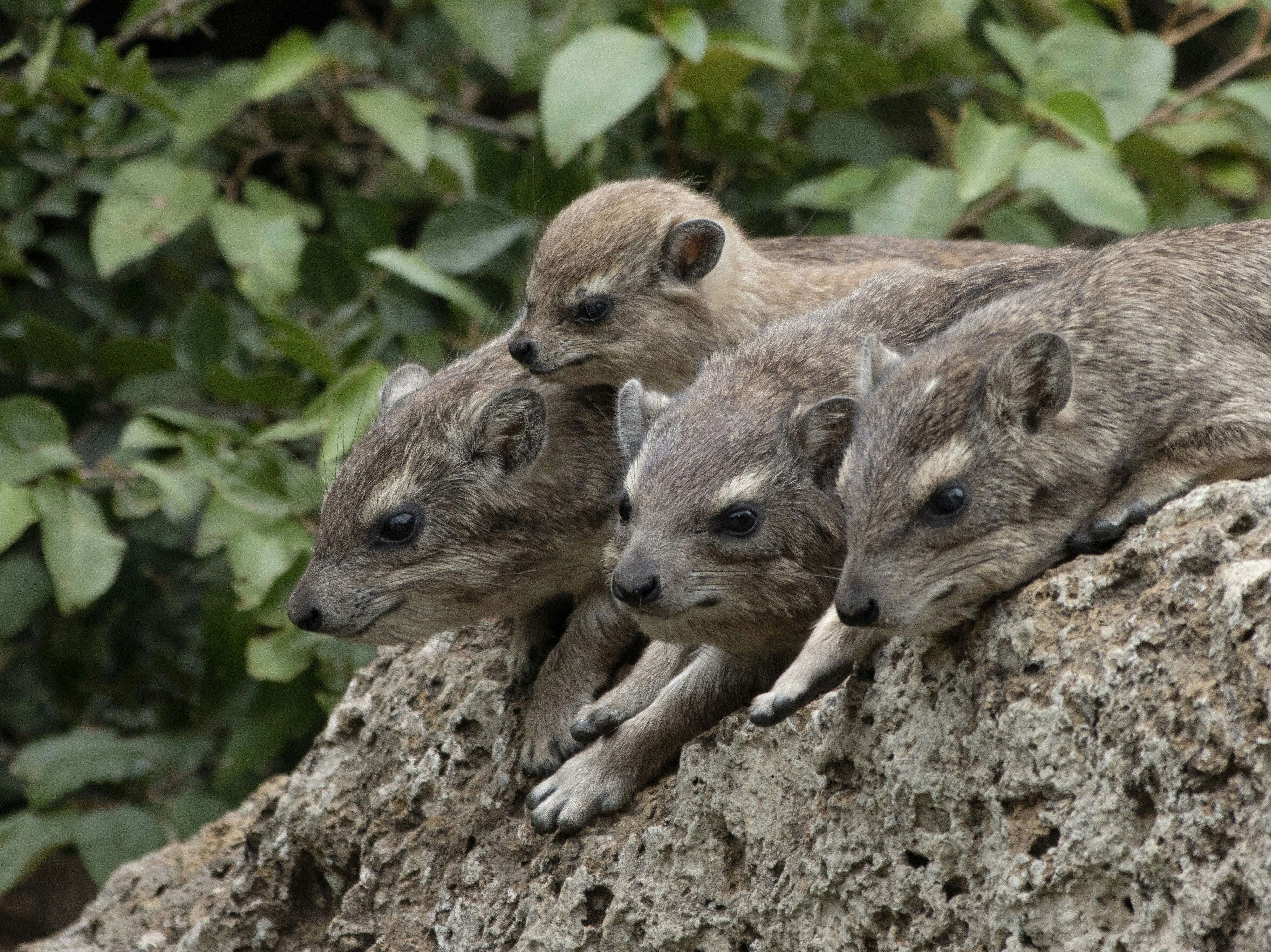 Three Young Mongooses on a Sun-Warmed Rock Ledge