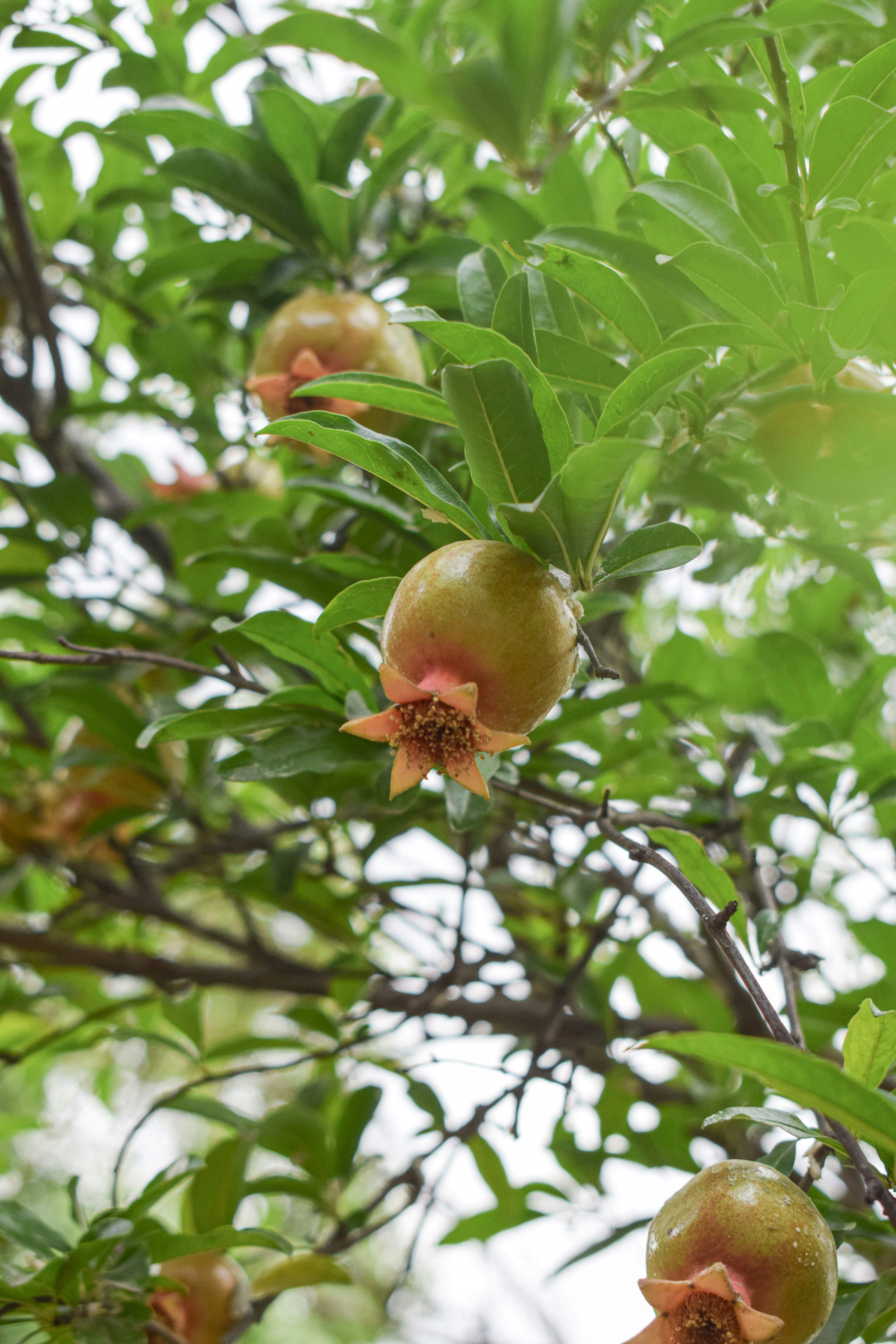 A tree filled with lots of green leaves photo – Free Fruit Image on ...