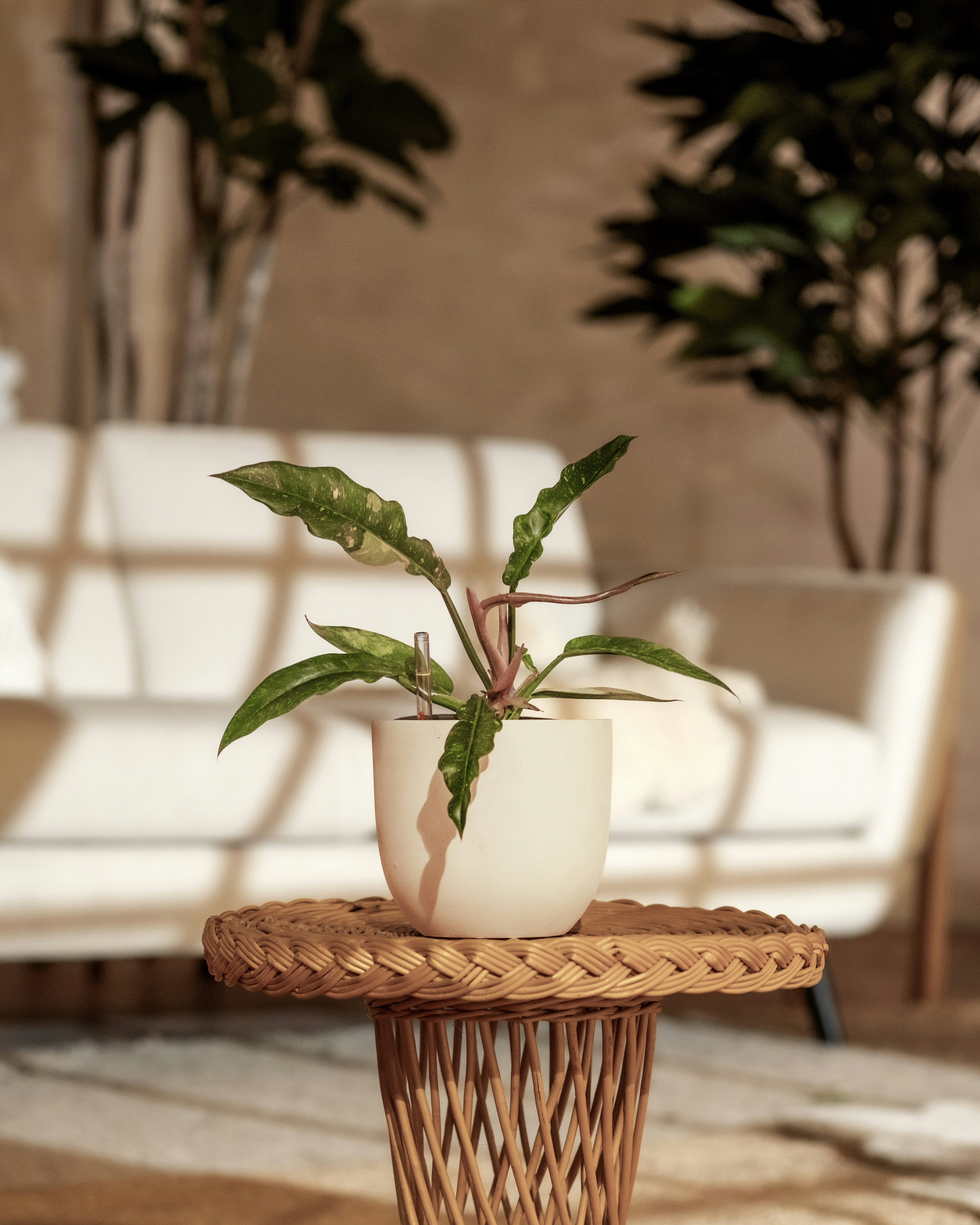 Une table avec une plante en pot dessus photo – Image gratuite de ...