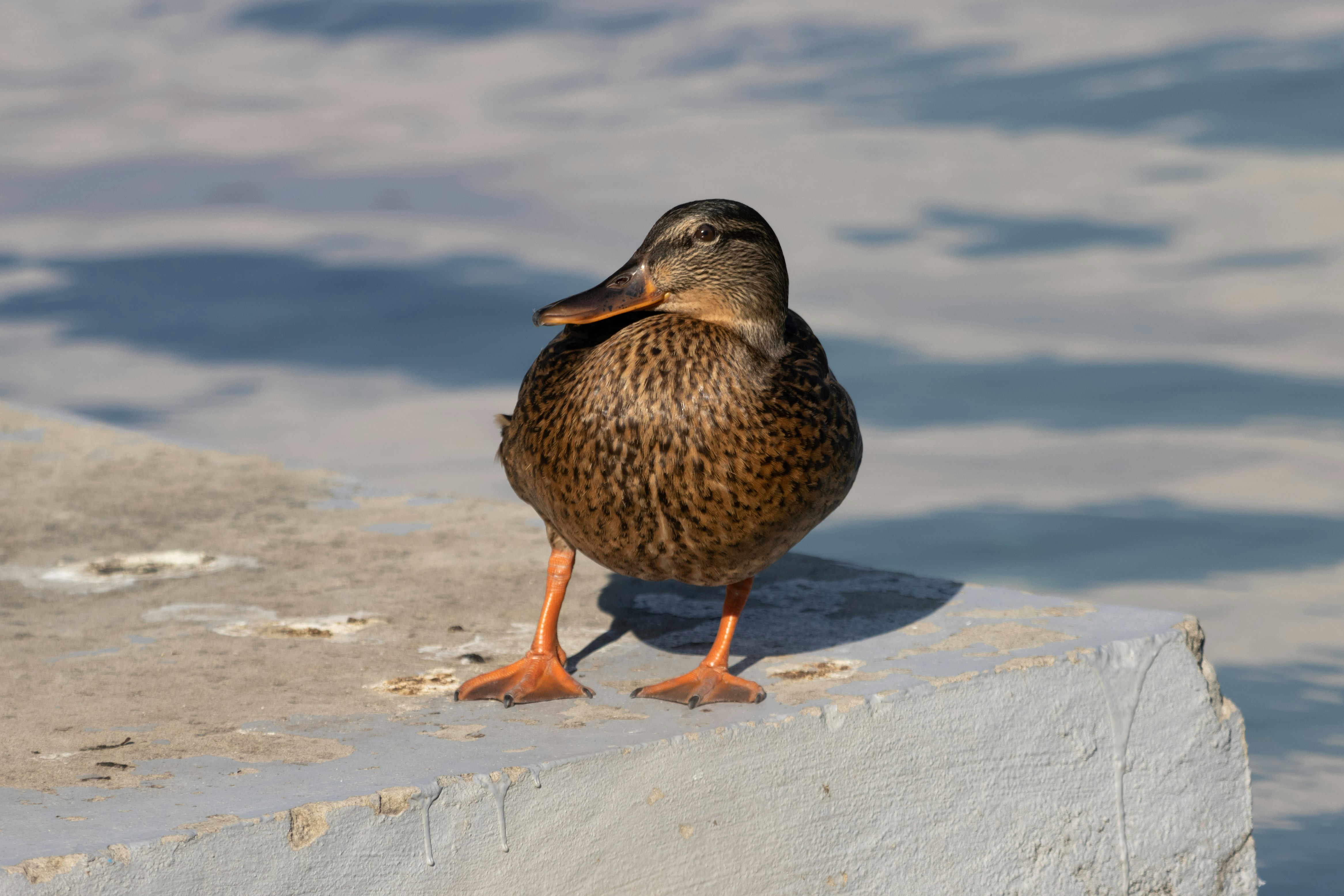 A duck is standing on a ledge by the water photo – Free Bird Image on ...