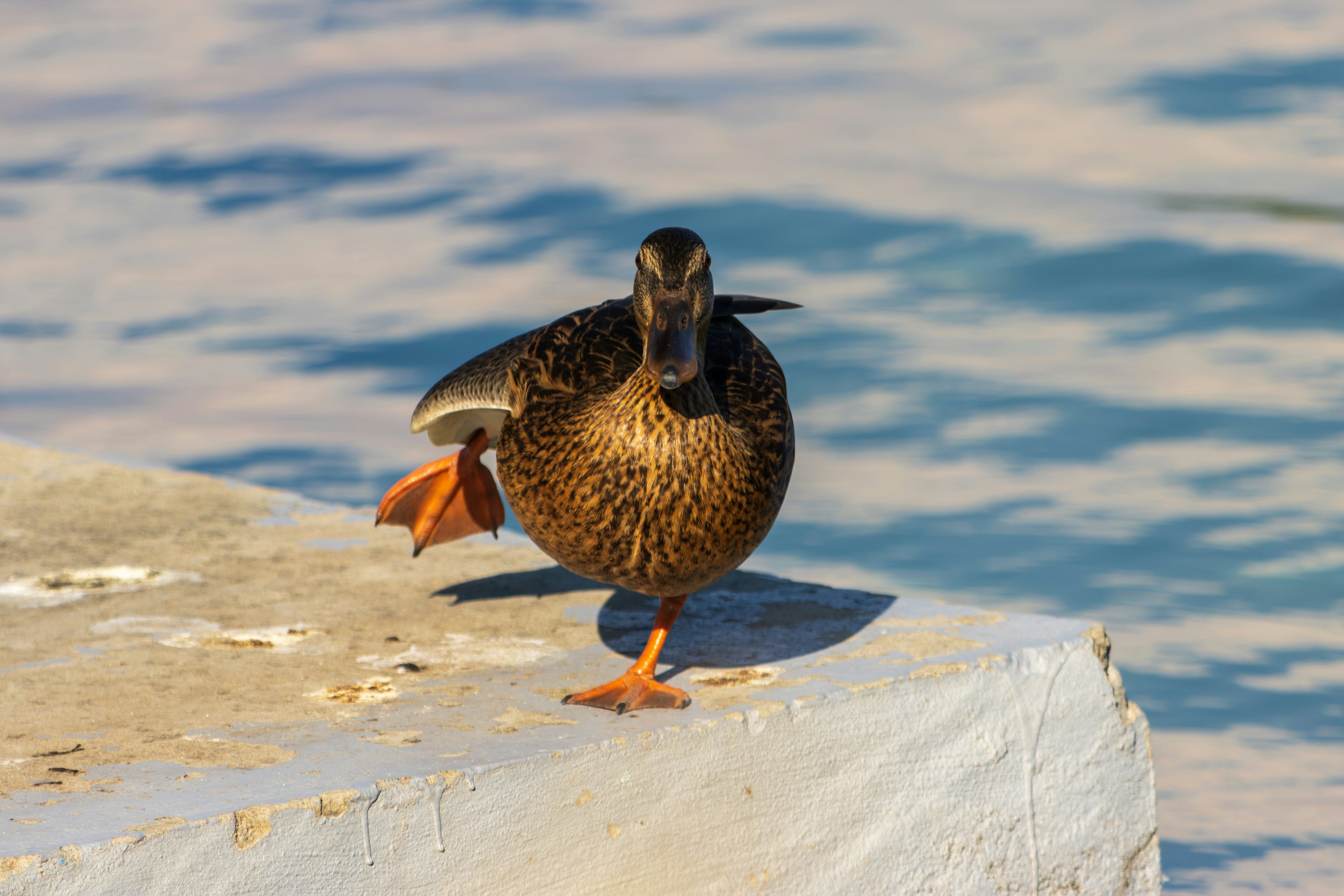 A duck standing on a ledge next to a body of water photo – Free ...
