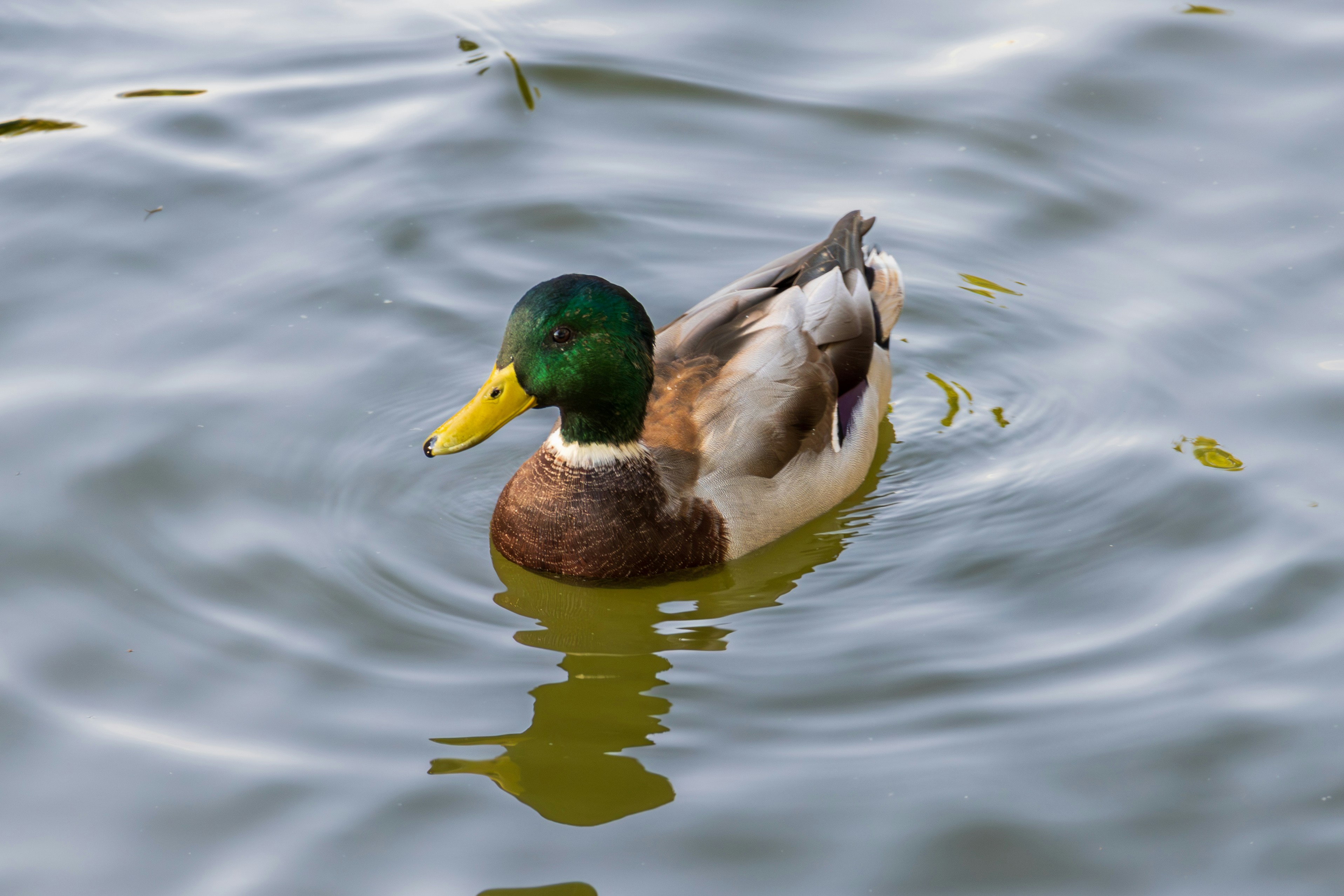 A duck floating on top of a body of water photo – Free Bucharest Image ...