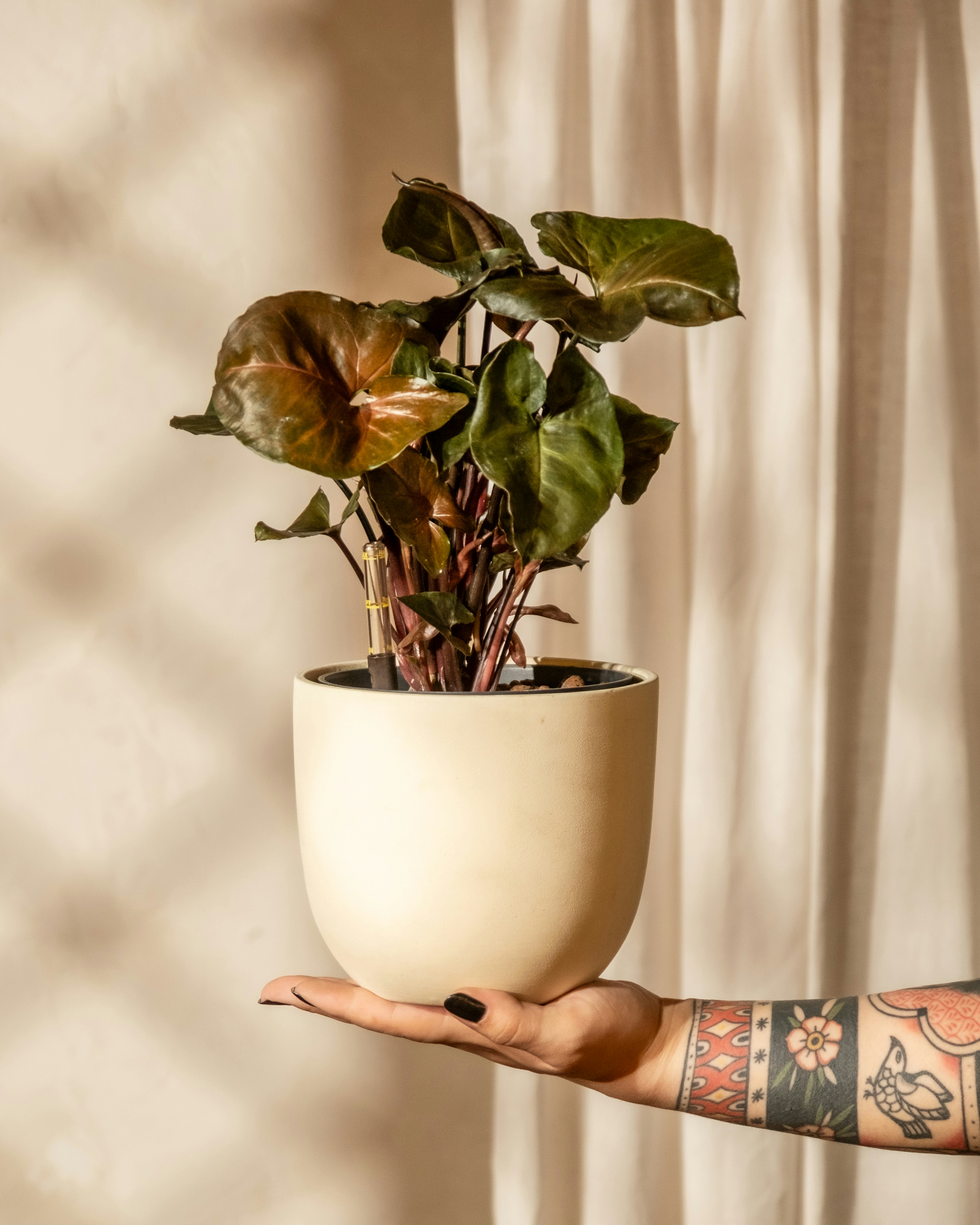 Foto Seseorang memegang tanaman pot di tangan mereka – Gambar Tanam ...