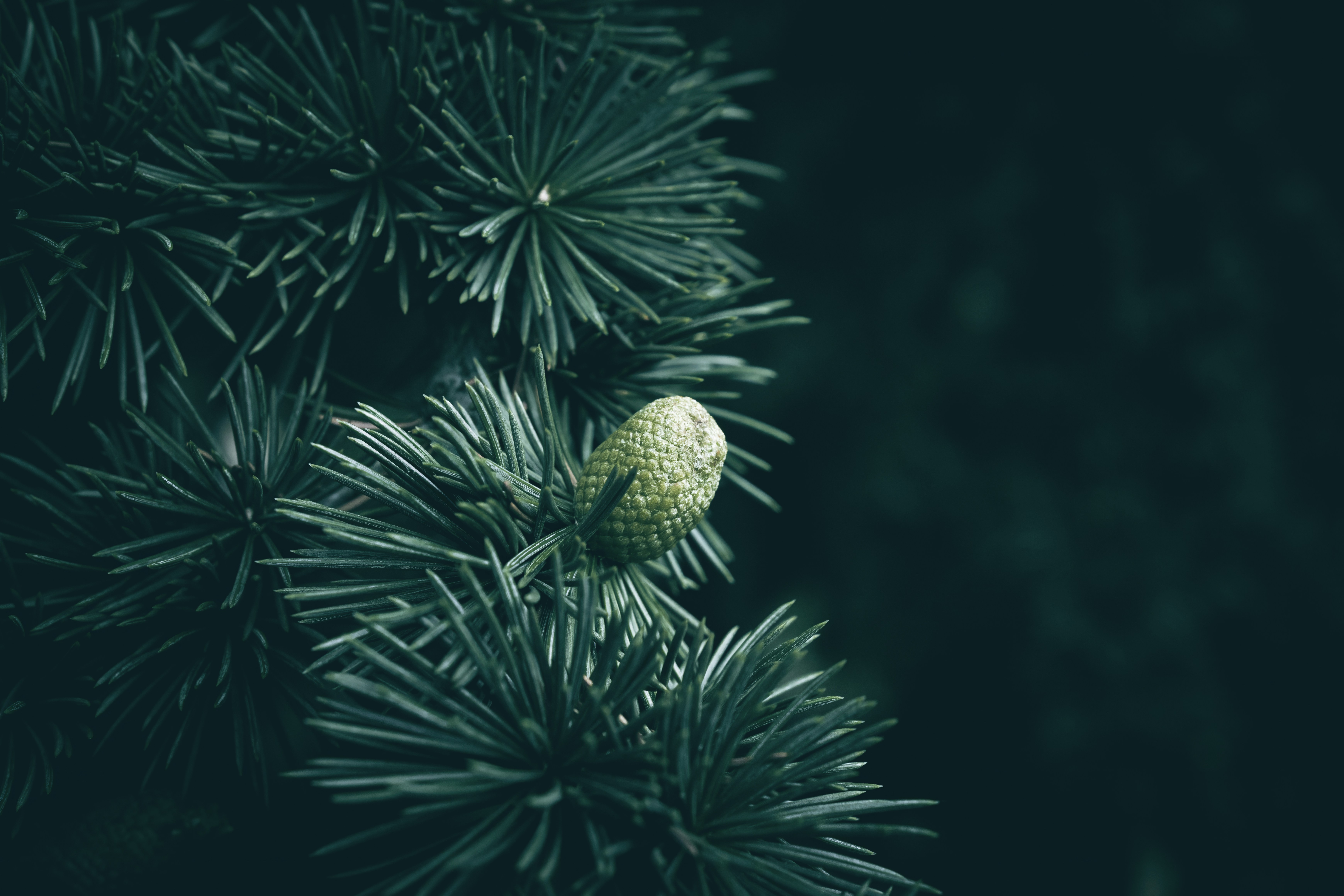 Emerald Pine Cone Nestled Among Blue-Green Needles