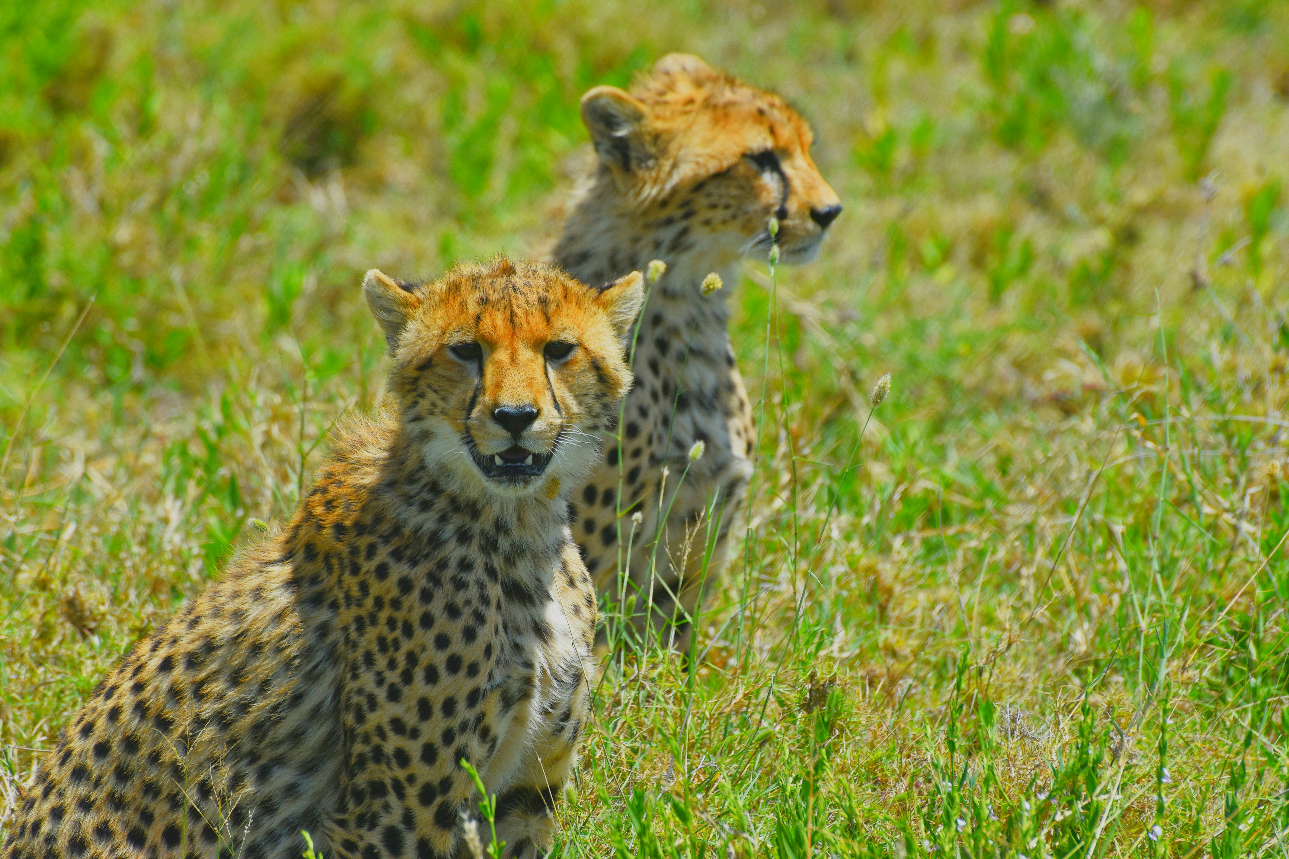 Three cheetah are sitting in the grass together photo – Free Serengeti ...