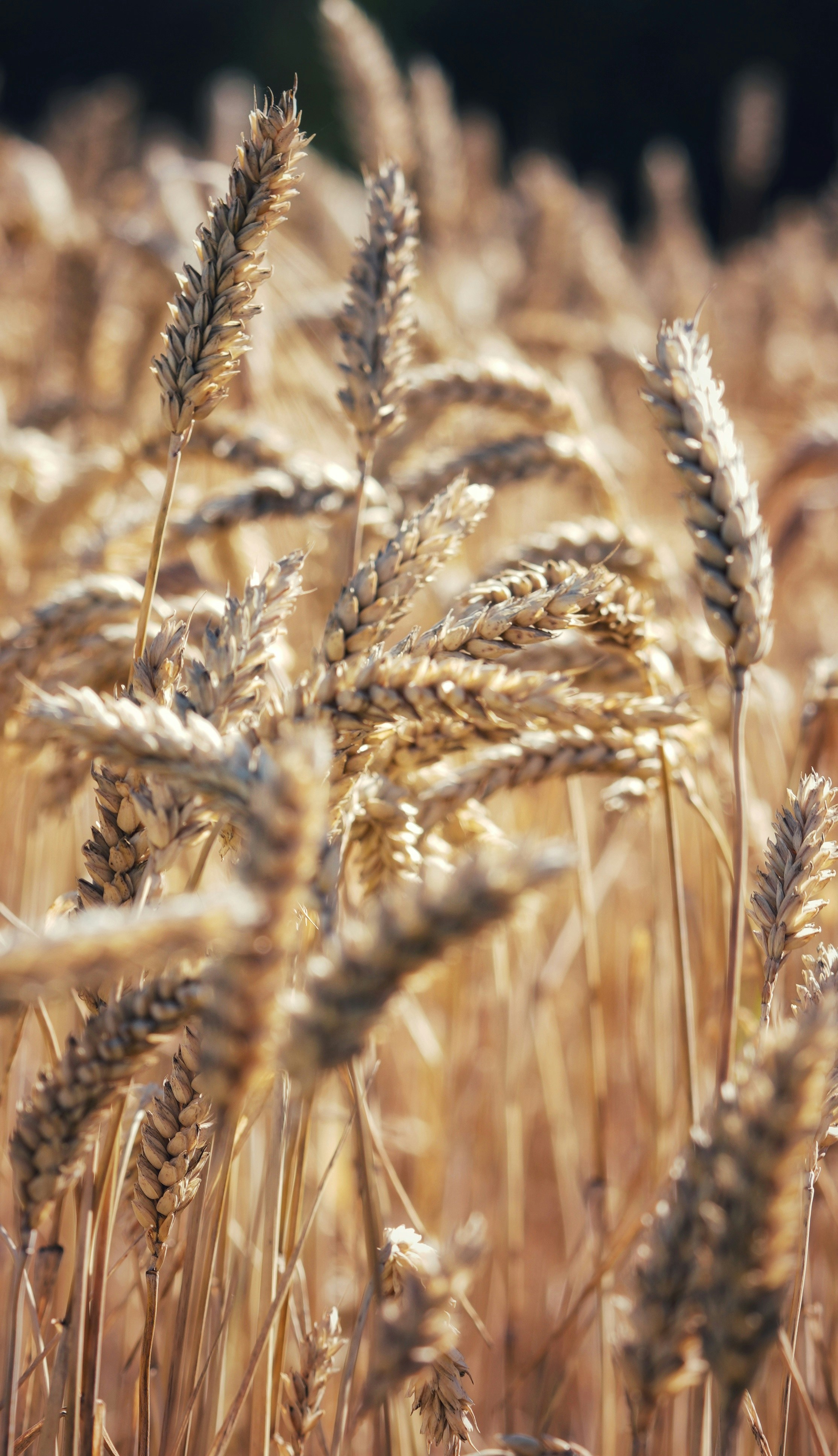 A field of ripe wheat ready to be harvested photo – Free Plant Image on ...