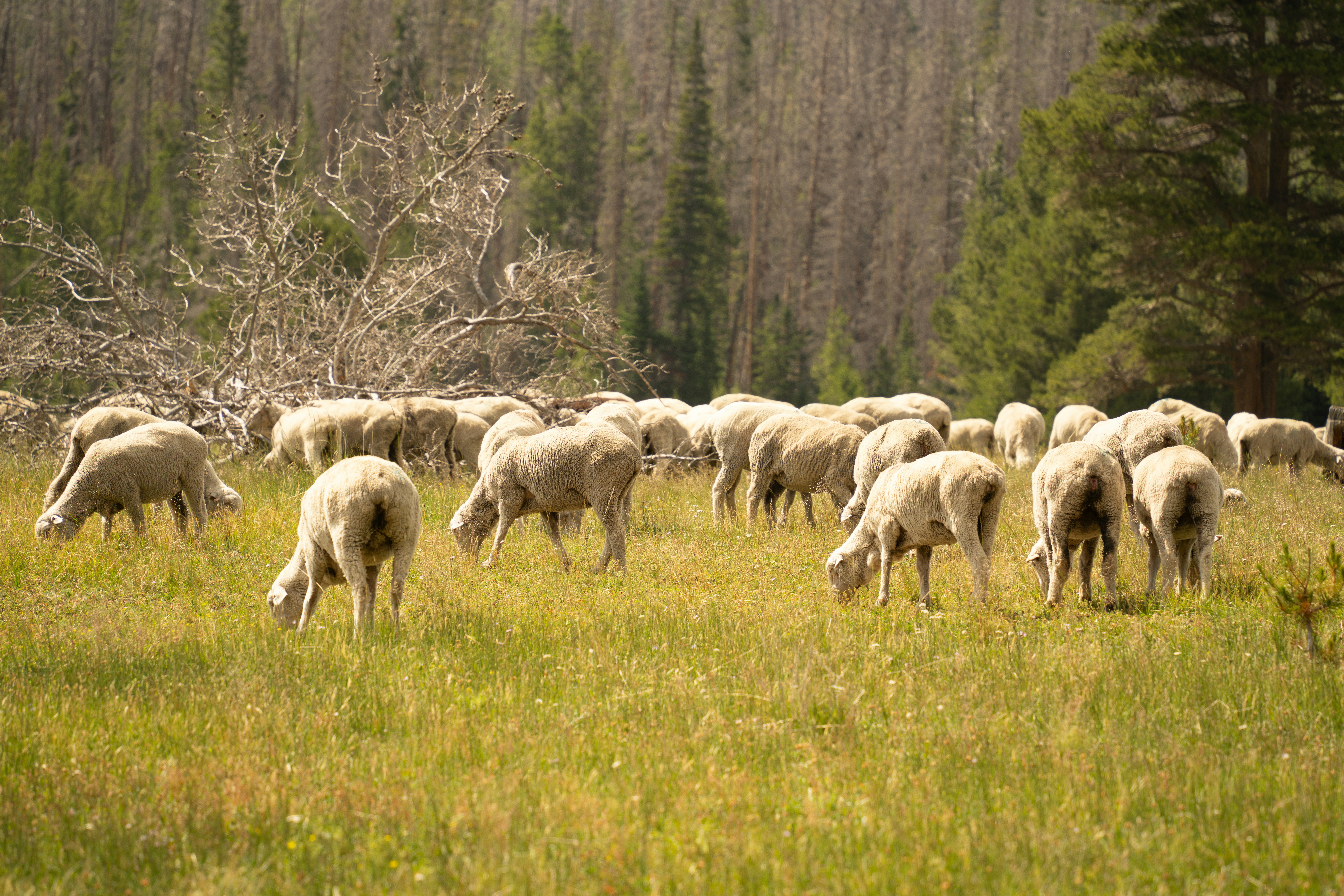 Photo by Alex Moliski with Sony Alpha 7R V