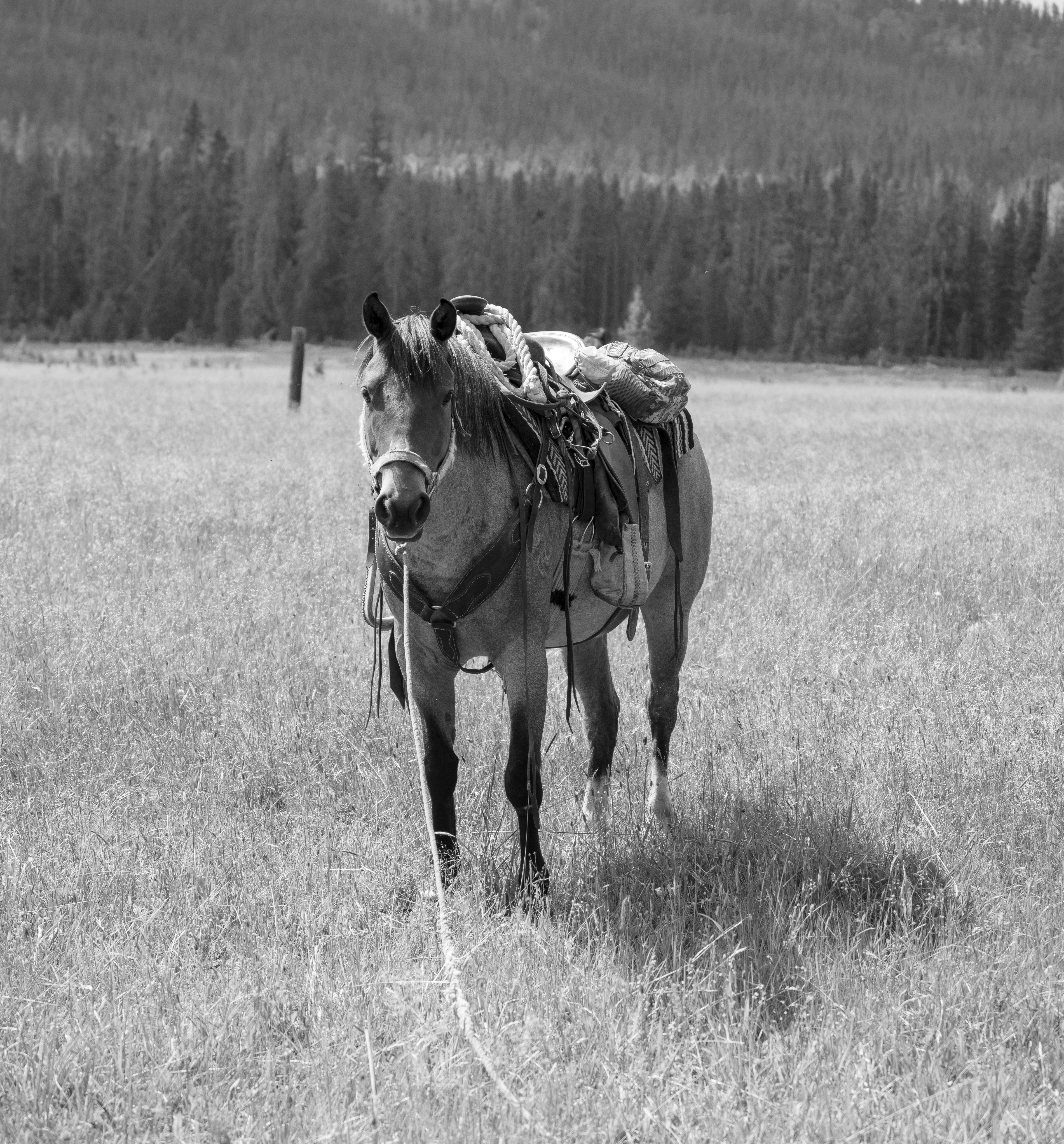 Saddle-Born Stillness: A Lone Horse in a Prairie Meadow