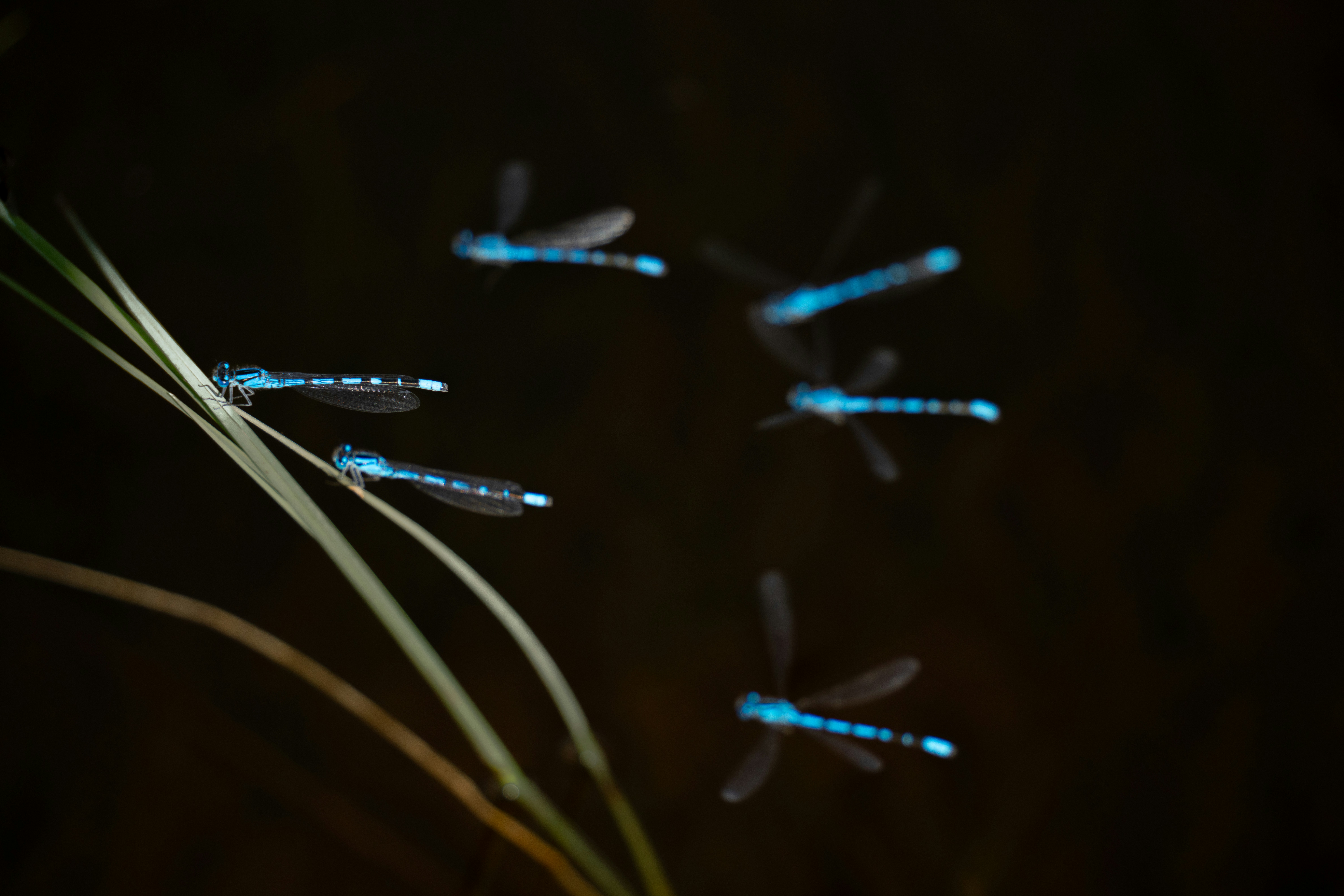 Moonlit Flight: Blue Damselflies Hovering Over Quiet Grass