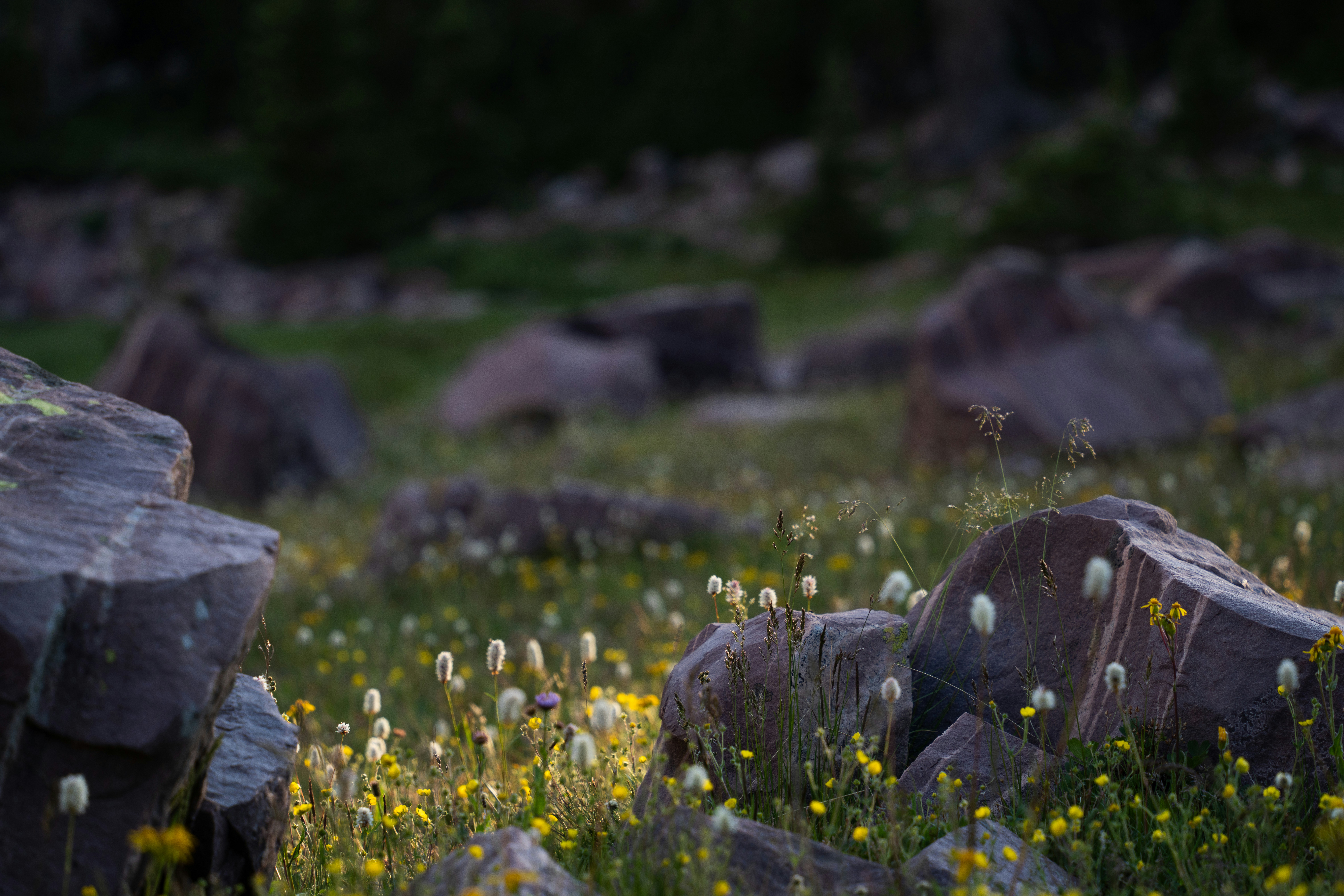 Sunlit meadow of yellow blooms amid slate boulders