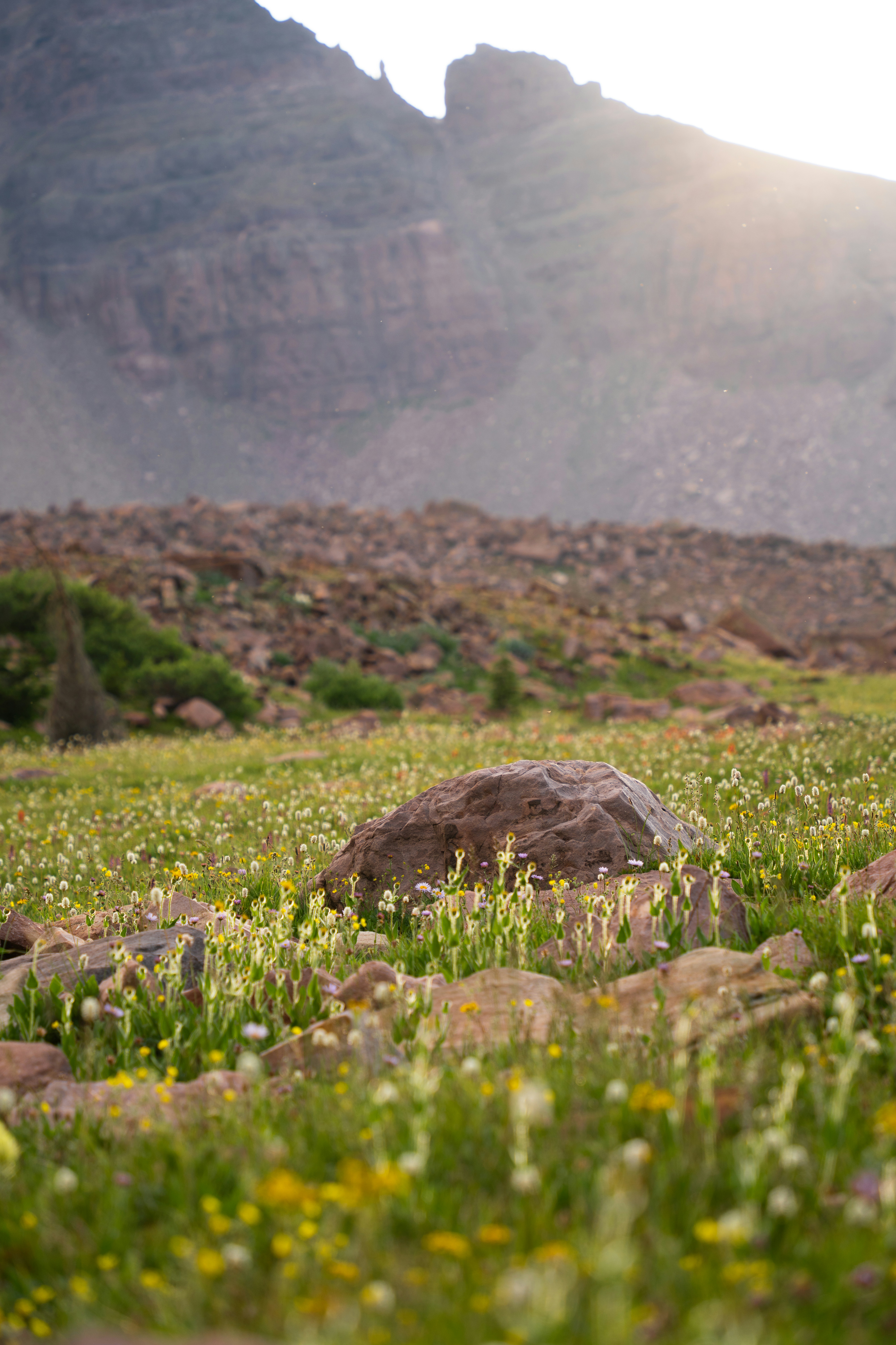 Desert Meadow Under Mountain Crest at Golden Hour