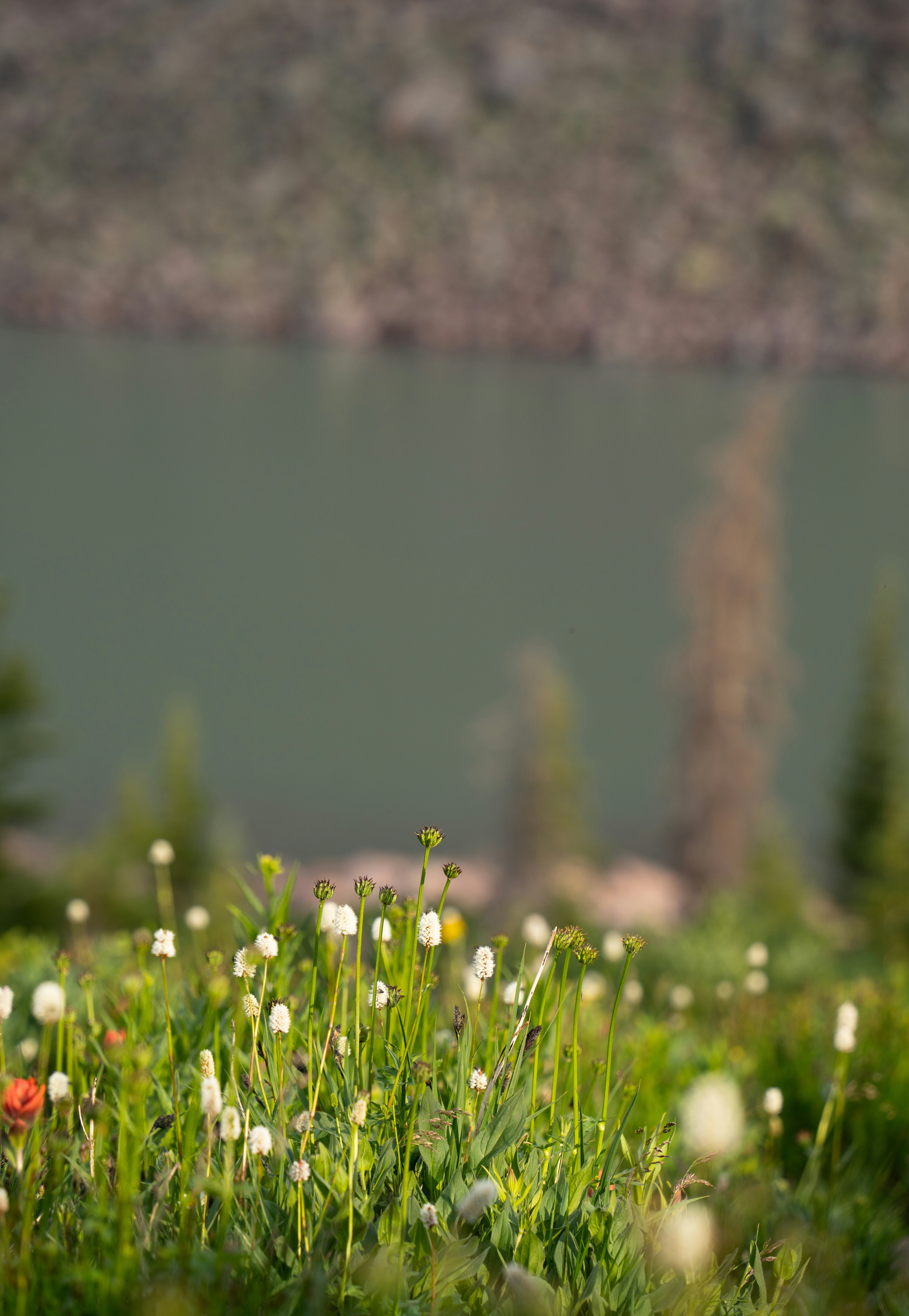 White-tipped Wildflowers Framing a Tranquil Lake