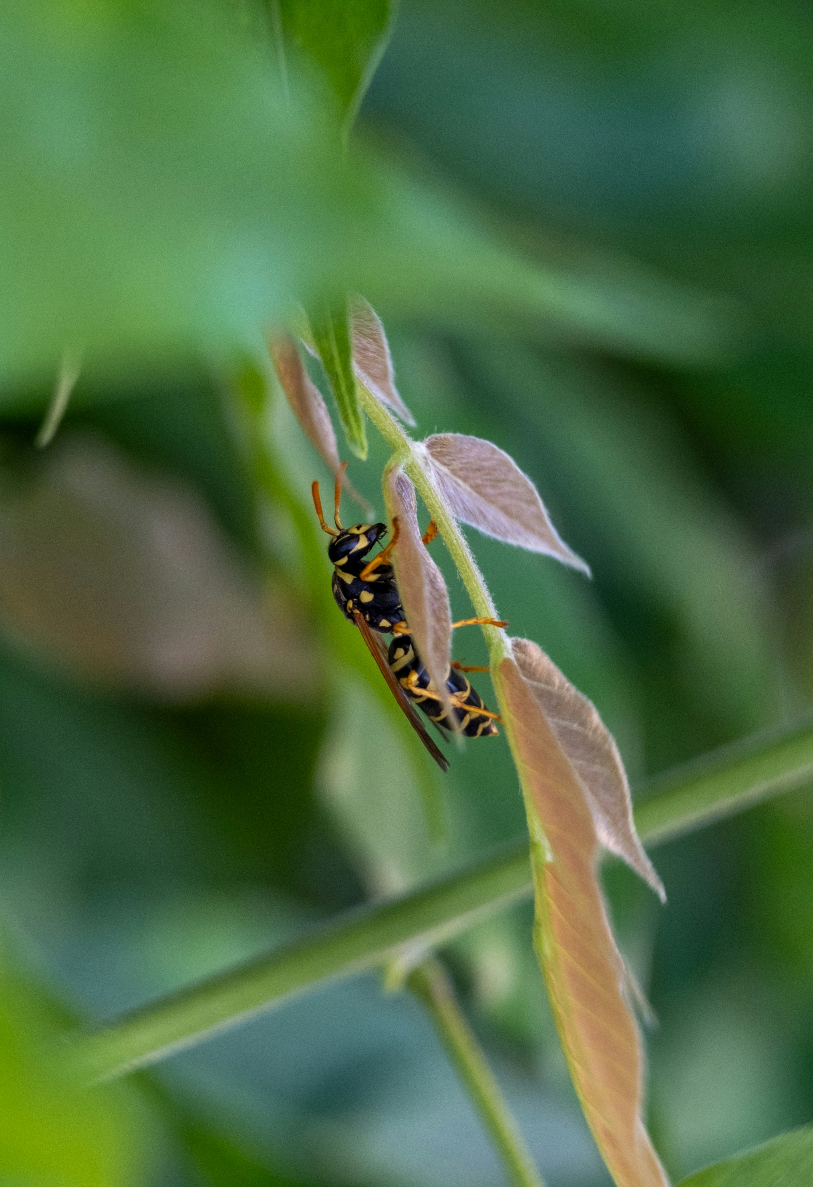 Wasp on a Tender Vine: Precision in Green